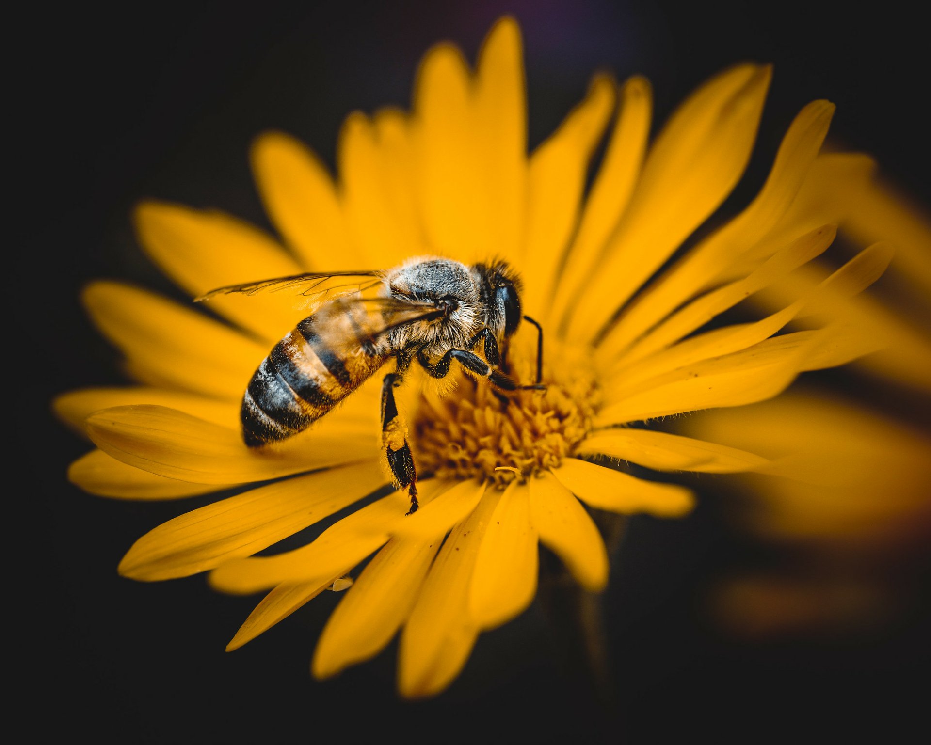Download Animal Bee HD Wallpaper by Rodrigo Godinez