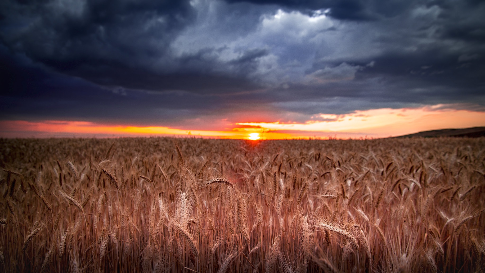 Download Field Sunset Summer Nature Wheat HD Wallpaper
