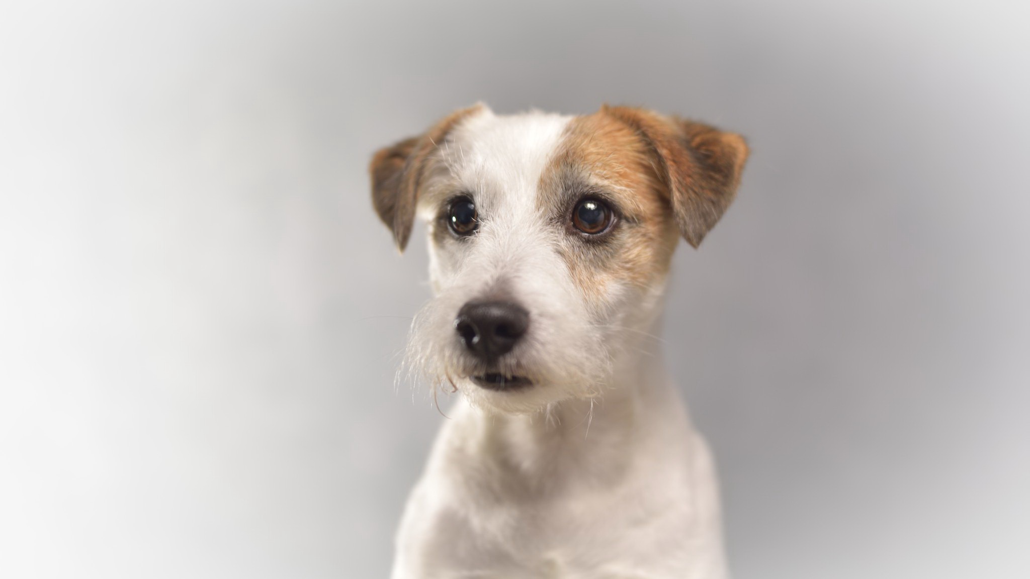 Download Parson Russell Terrier Animal Dog HD Wallpaper
