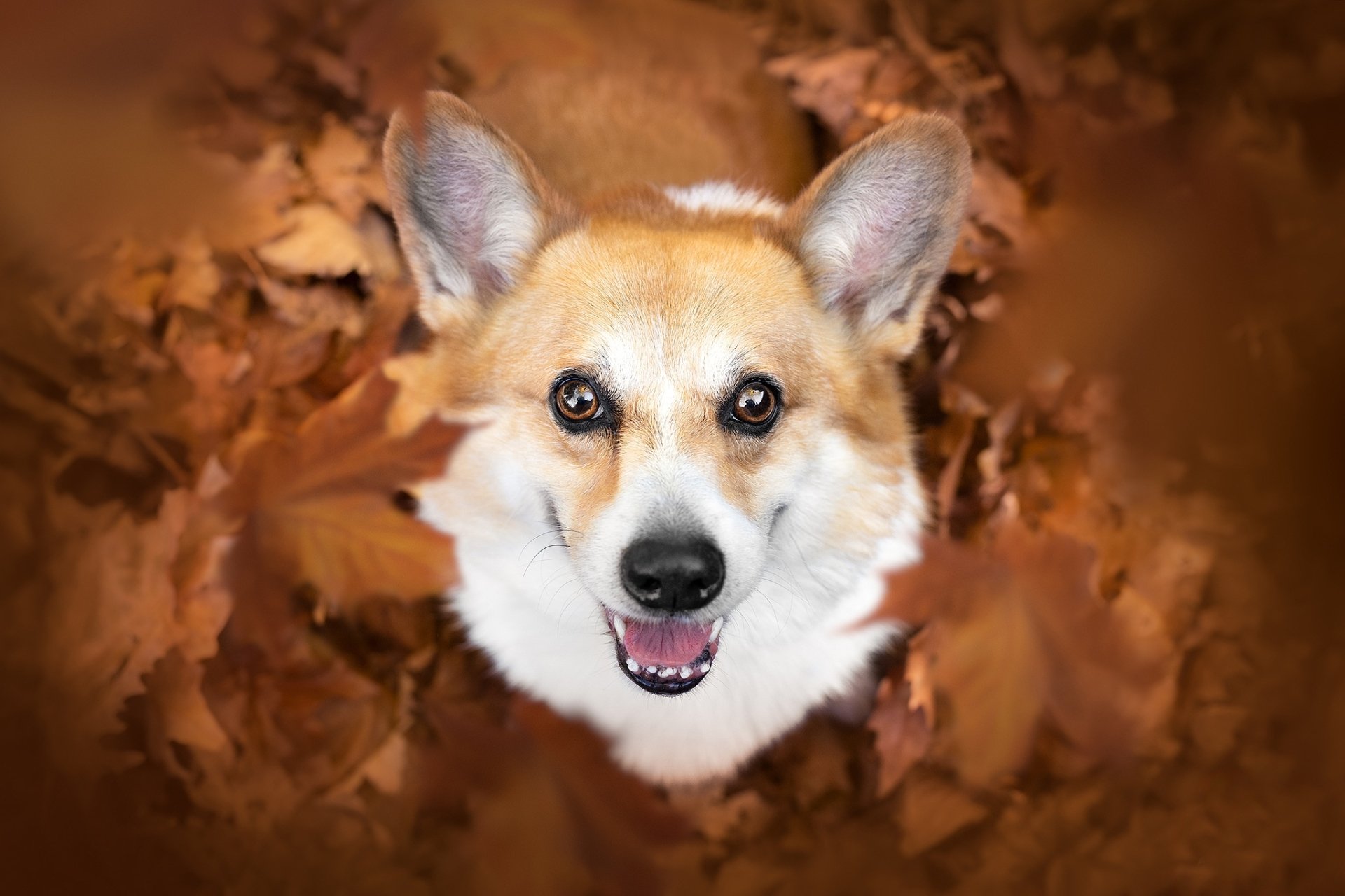 Download Animal Corgi HD Wallpaper