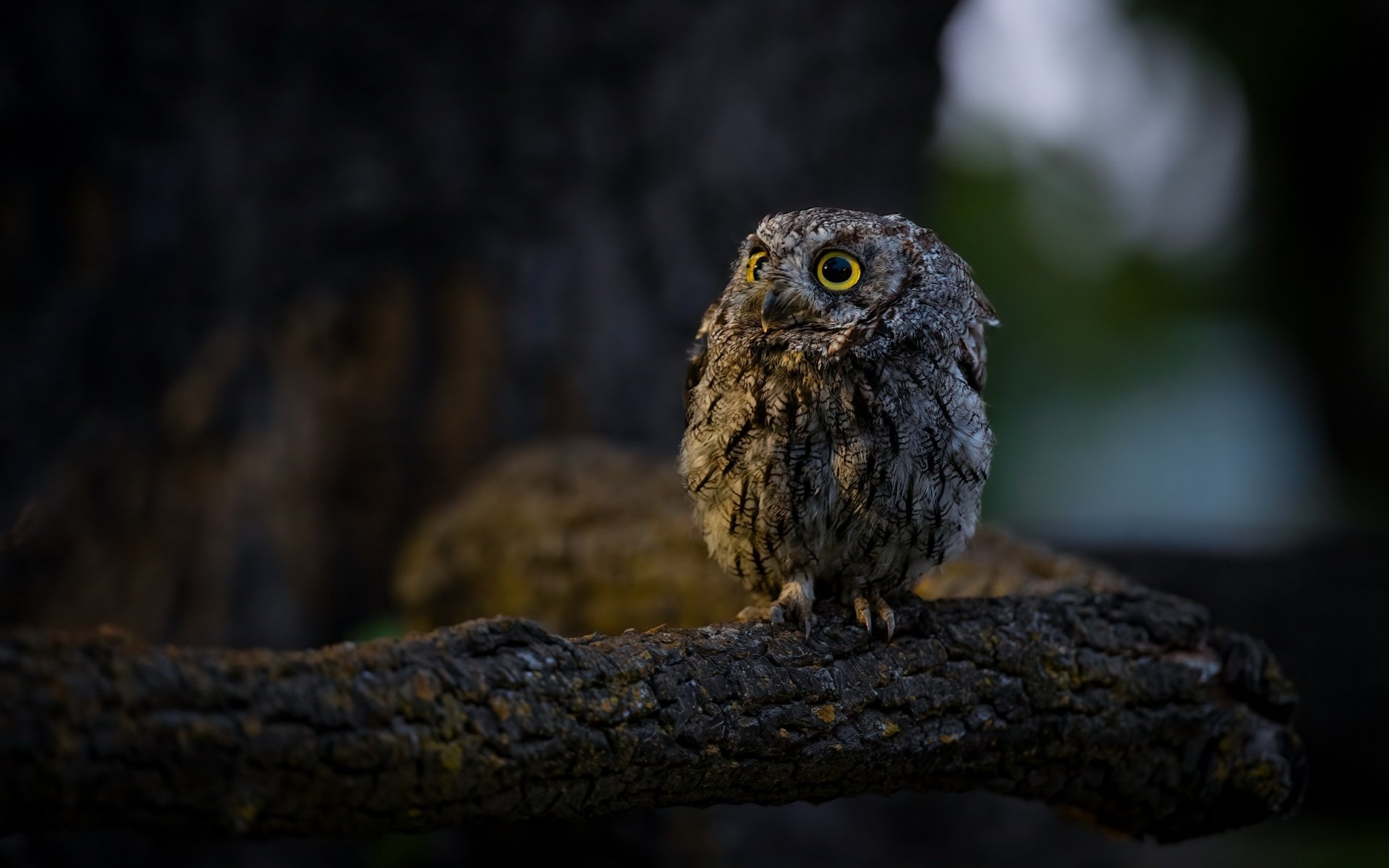 Download Western Screech Owl Animal Owl HD Wallpaper