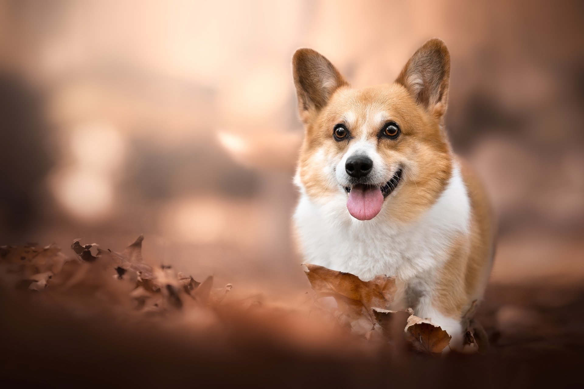 Download Dog Animal Corgi HD Wallpaper