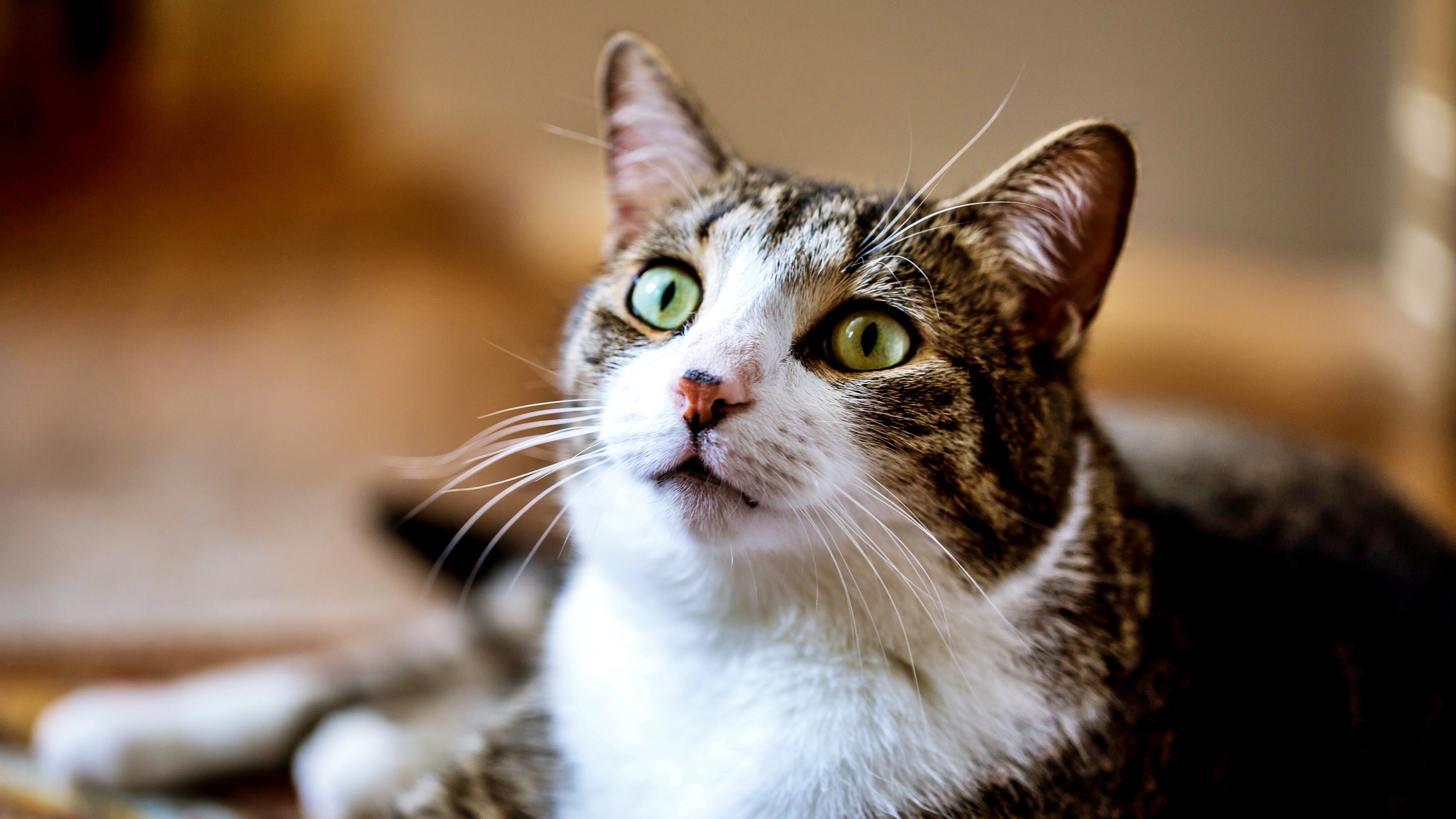 Cat 4k Ultra HD Wallpaper | Background Image | 3840x2160