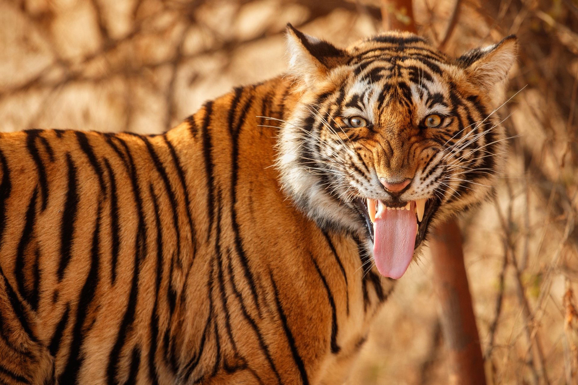 Download Animal Tiger 4k Ultra HD Wallpaper | 3917x2611 | Wallpaper Abyss