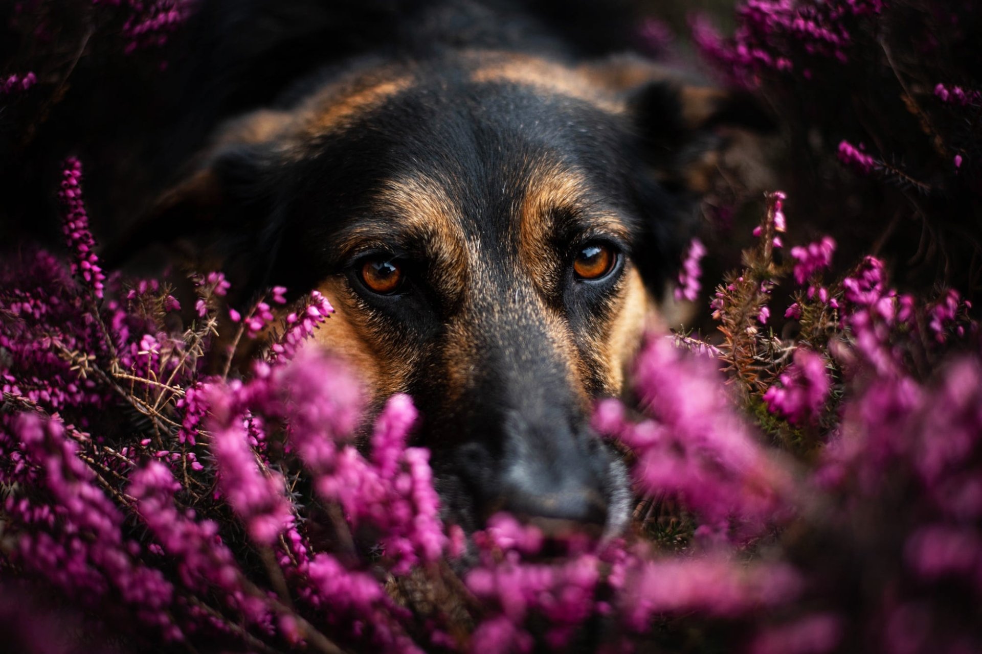 Download Animal German Shepherd HD Wallpaper