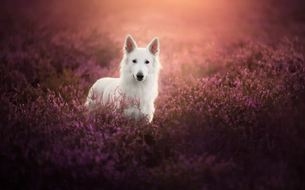 Download Heather Field Landscape Nature Tree HD Wallpaper by Anthony ...