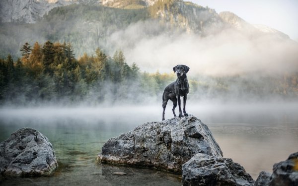 [40+] Labrador Retriever 4k Wallpapers