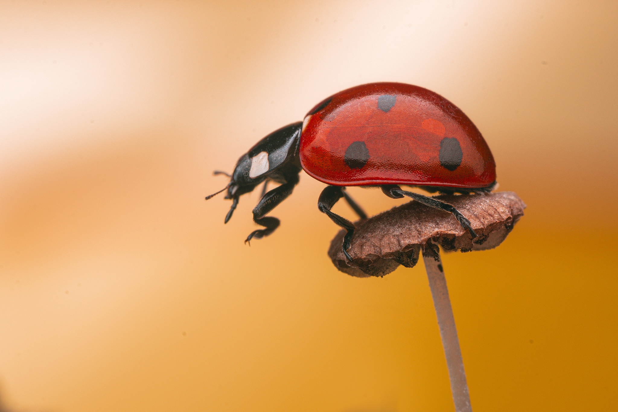 Download Macro Animal Ladybug HD Wallpaper