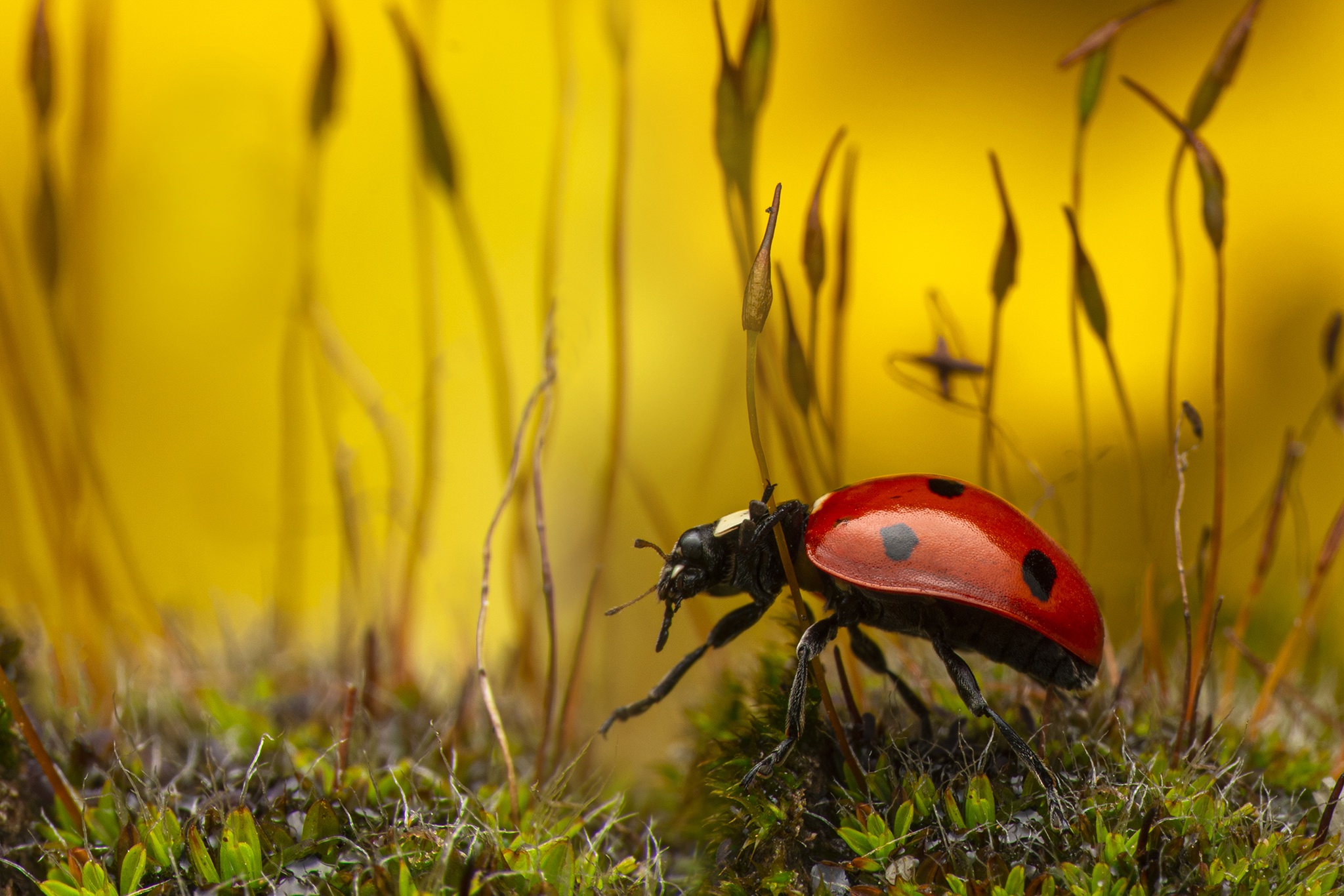 Download Macro Animal Ladybug HD Wallpaper