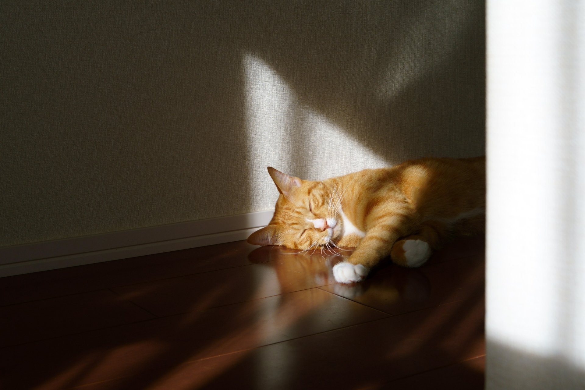 Download Sleeping Animal Cat 4k Ultra HD Wallpaper | 6000x4000 ...