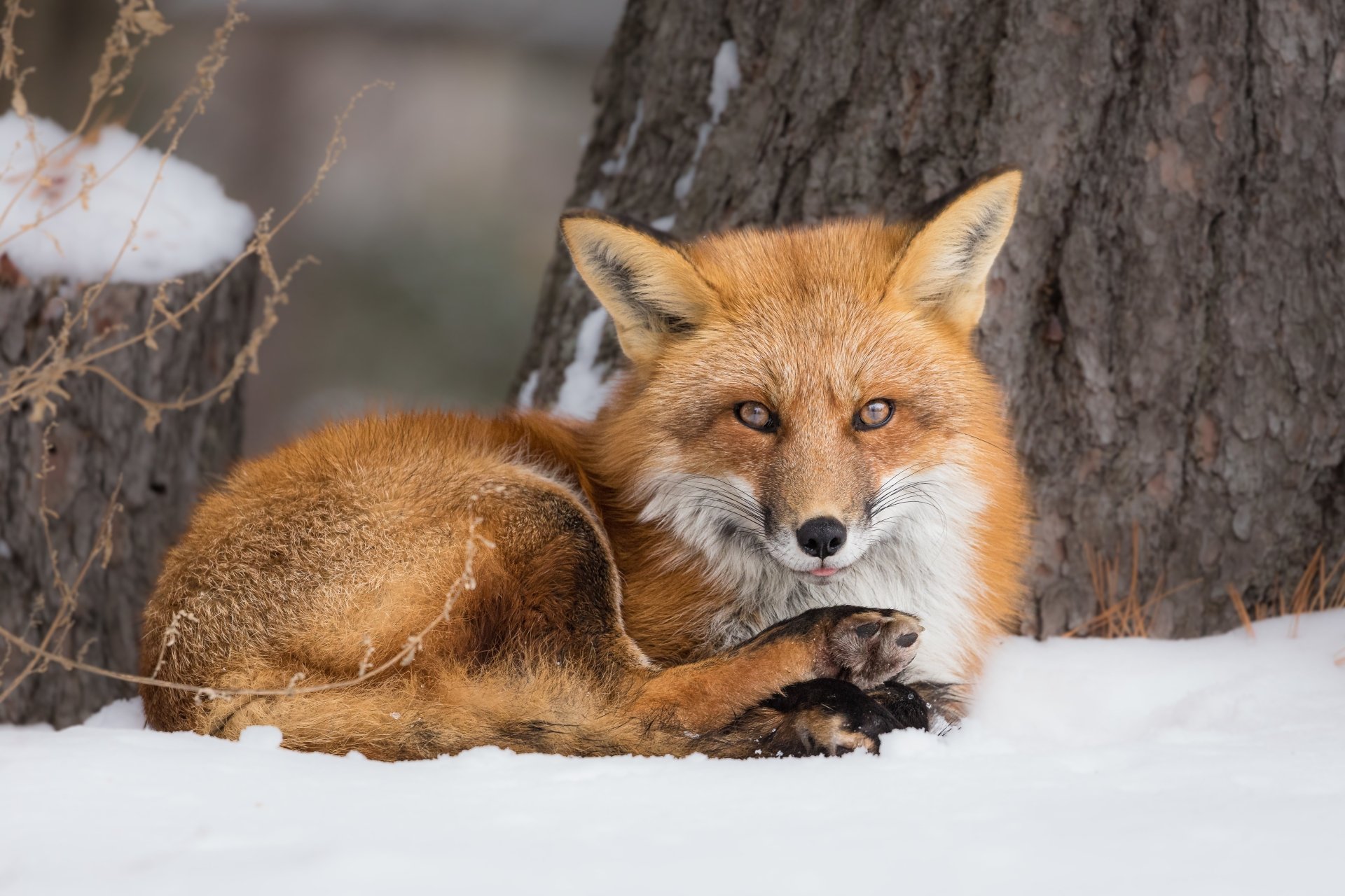 Download Animal Fox 4k Ultra HD Wallpaper