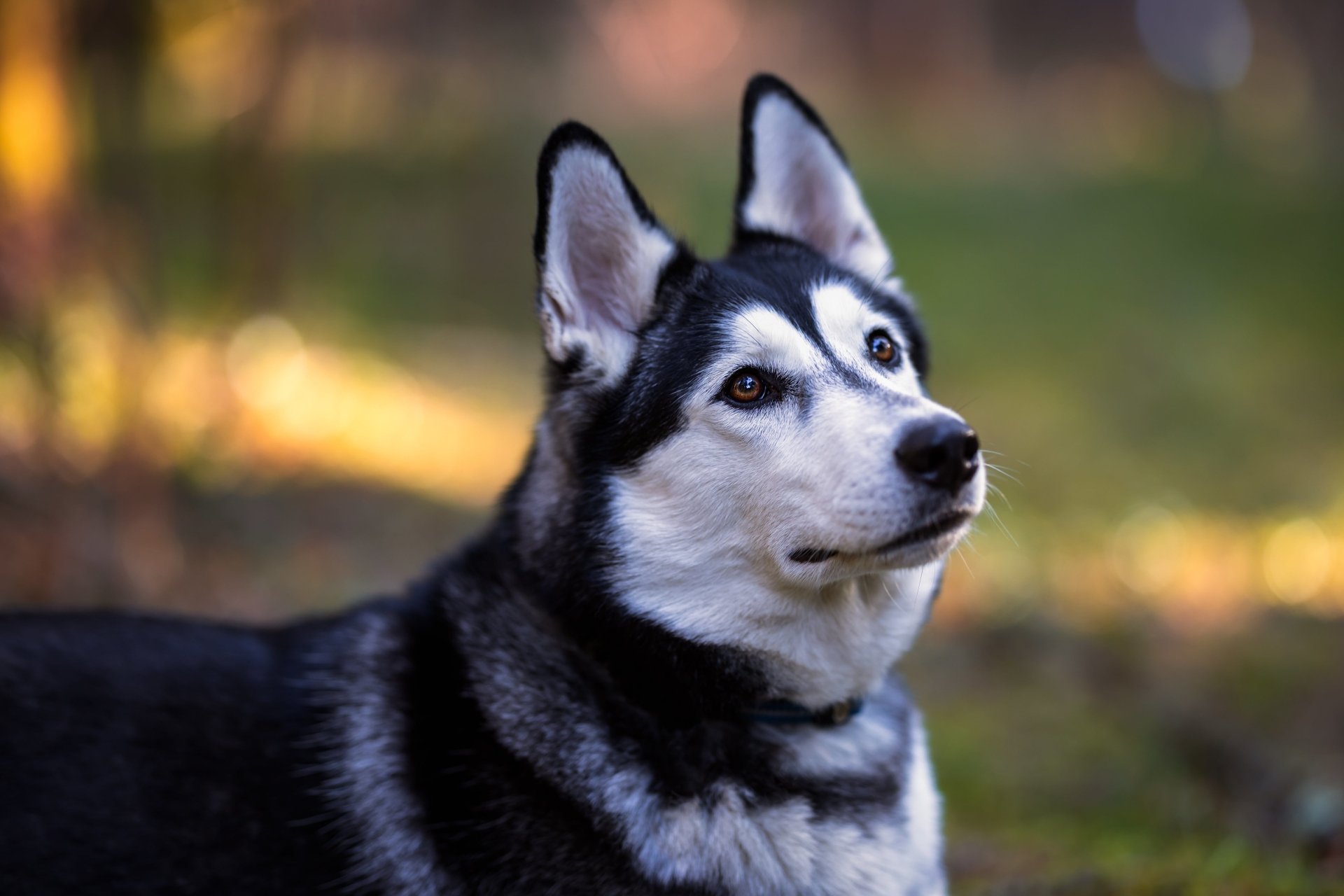 Download Animal Husky 4k Ultra HD Wallpaper