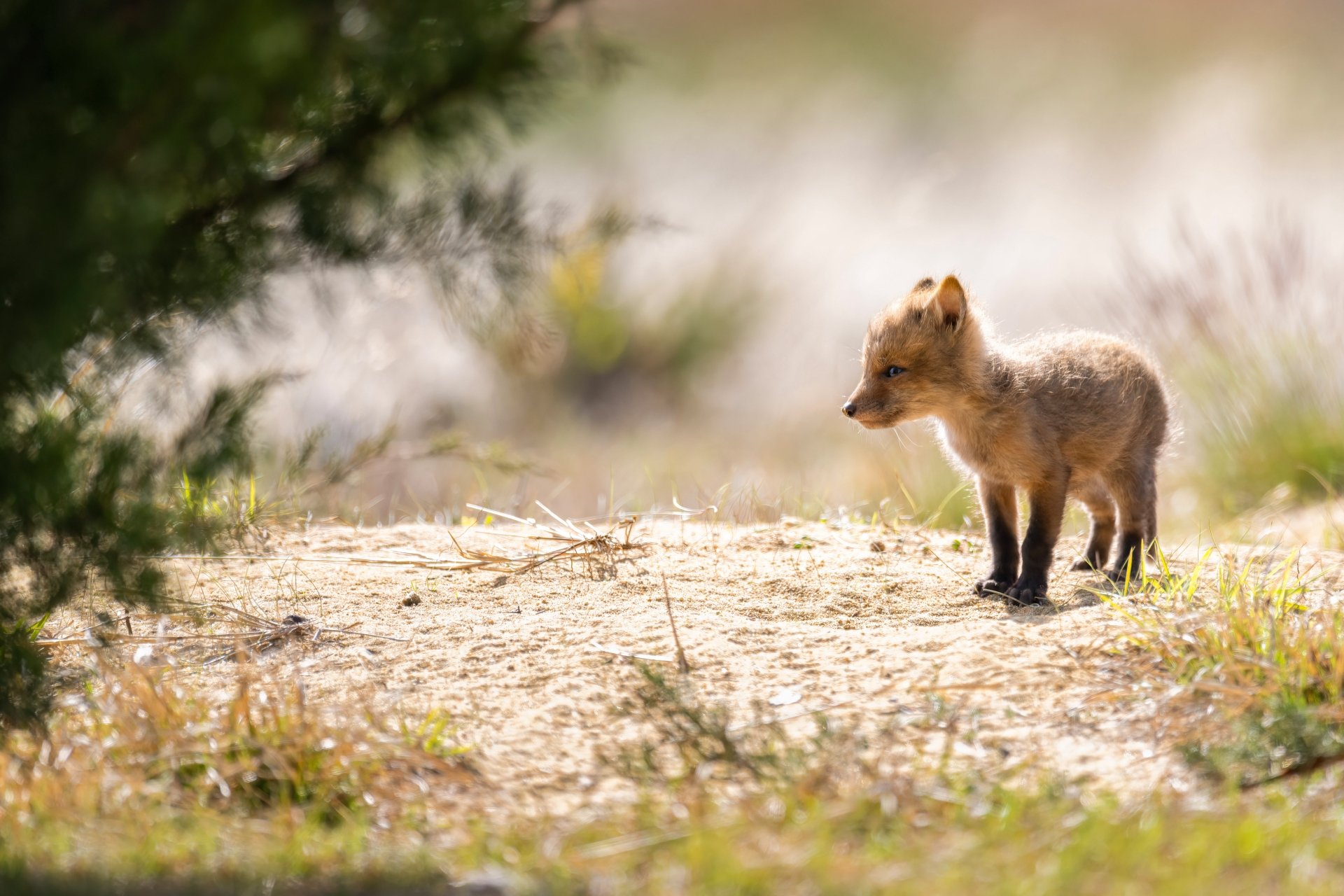 Download Animal Fox 4k Ultra HD Wallpaper