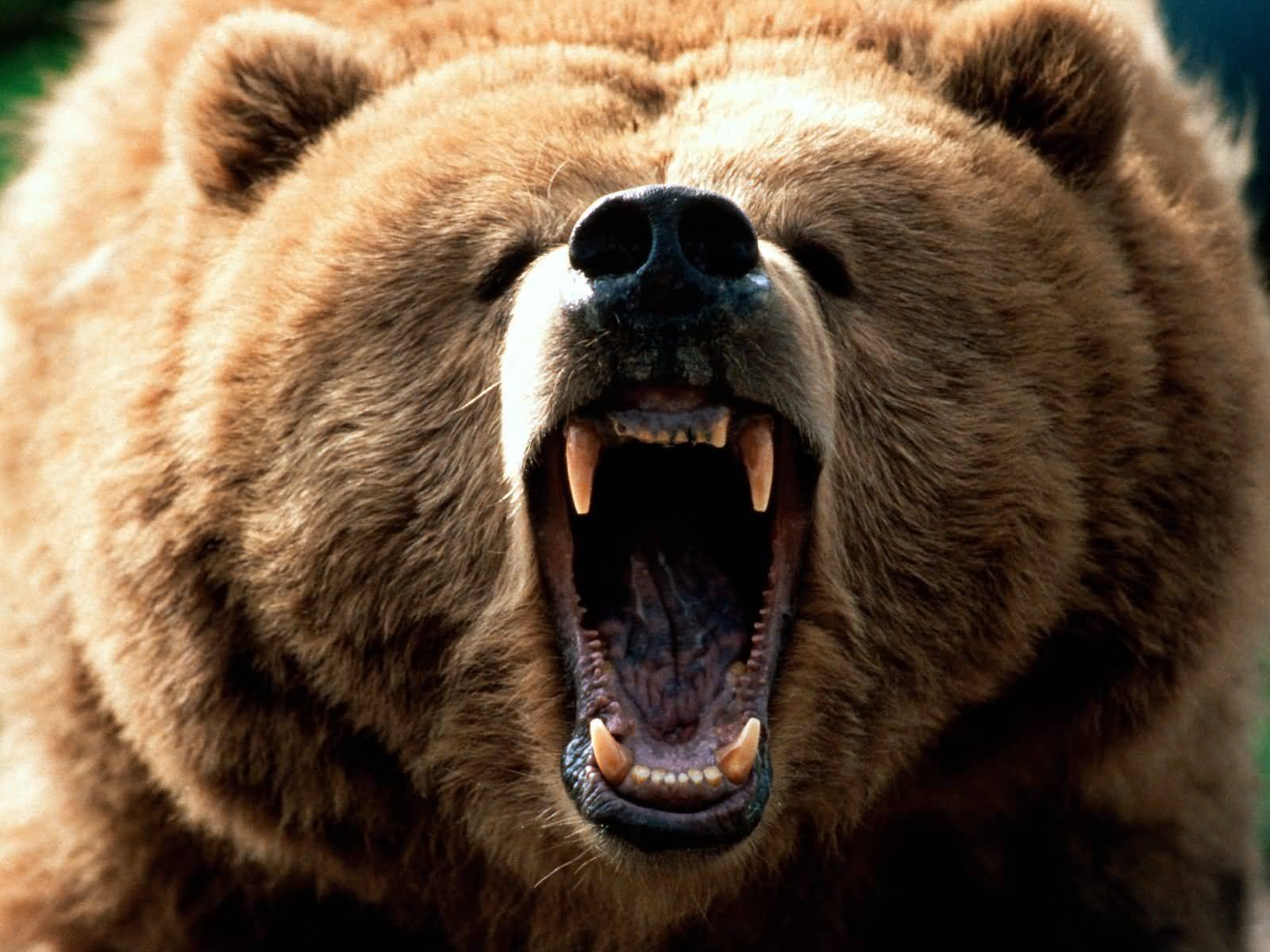 Majestic Roar: HD Bear Wallpaper Close-Up