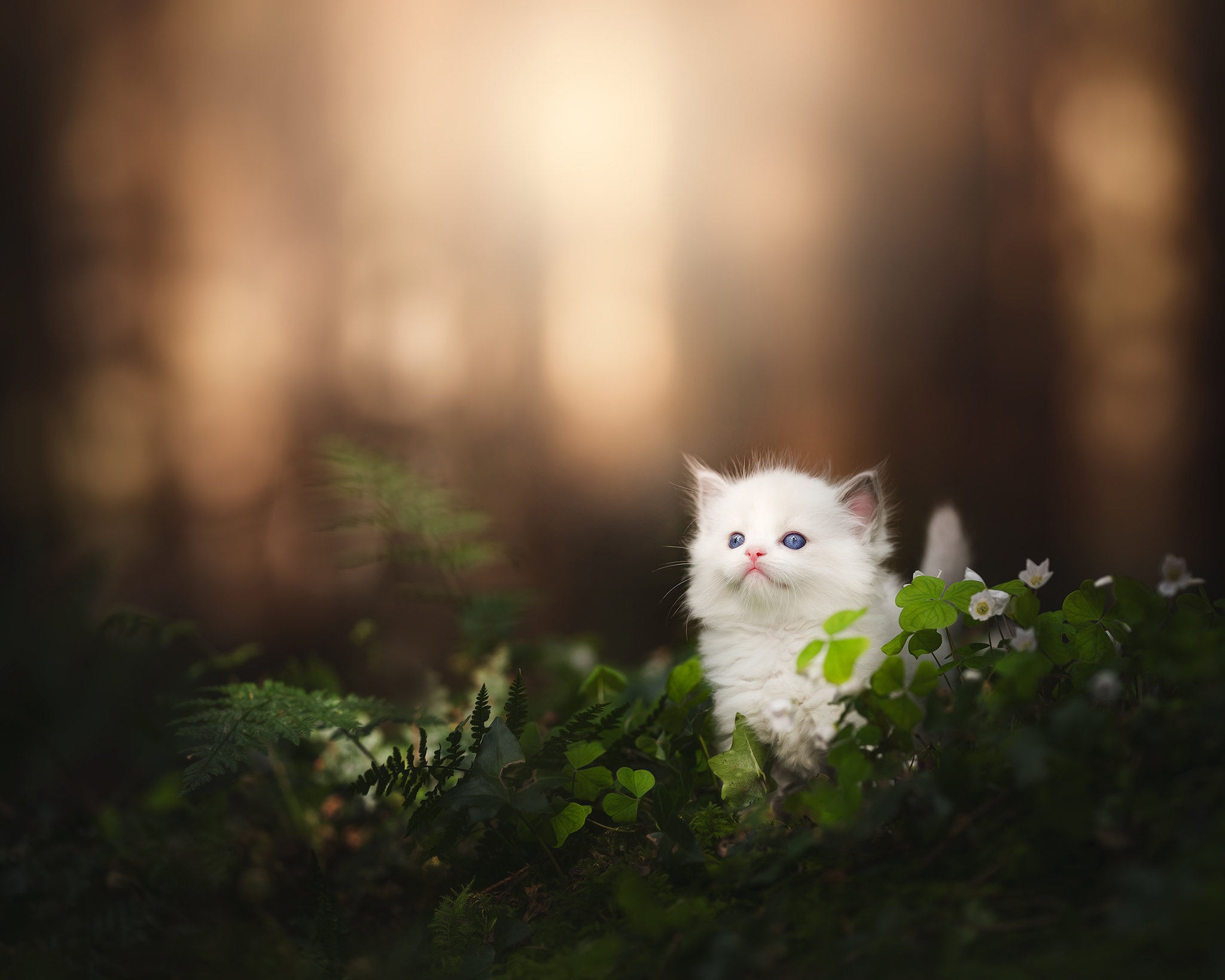 Cat HD Wallpaper