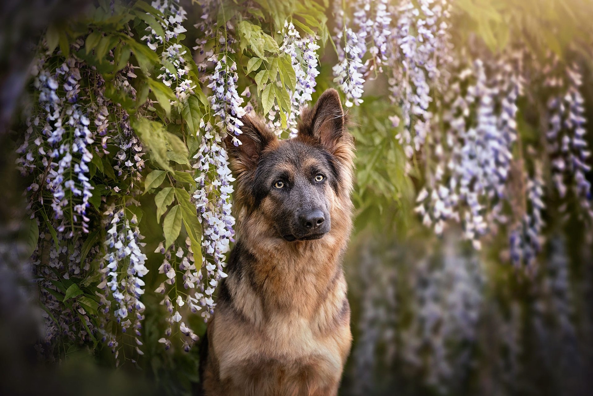 Download Animal German Shepherd HD Wallpaper