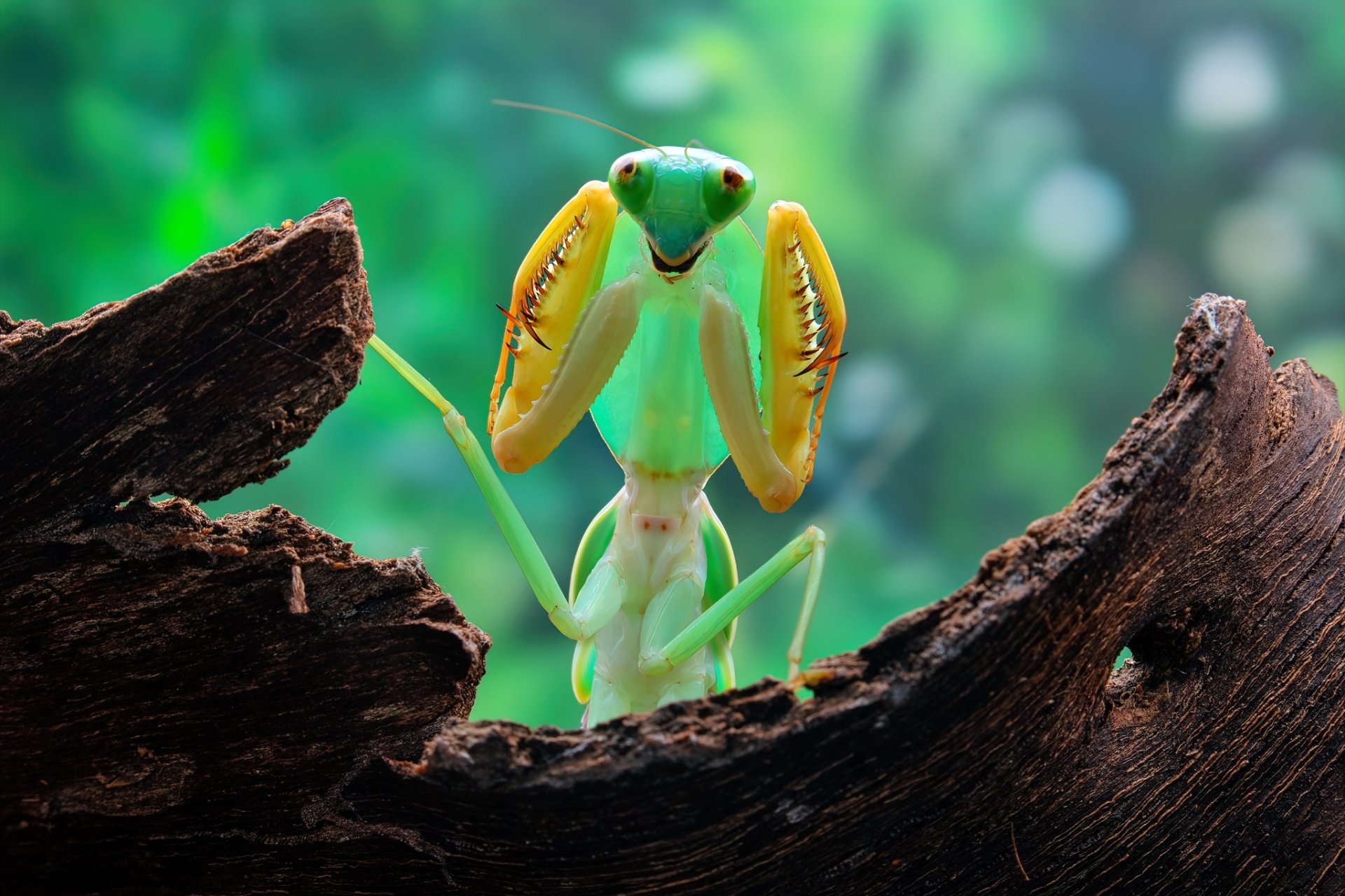 Download Animal Praying Mantis HD Wallpaper
