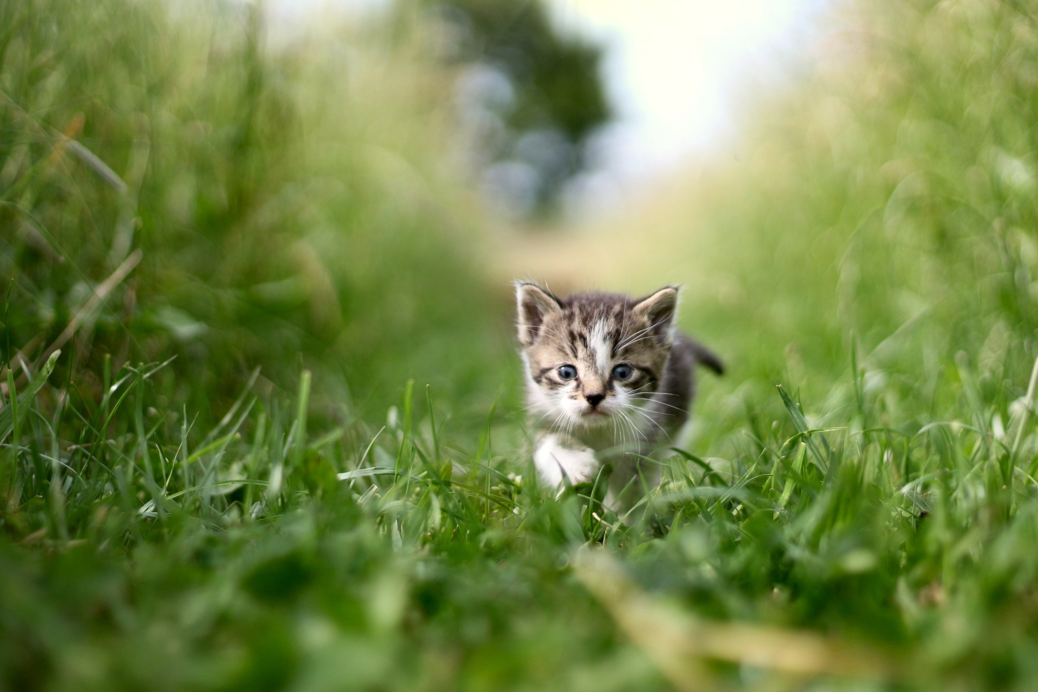 Cat HD Wallpaper