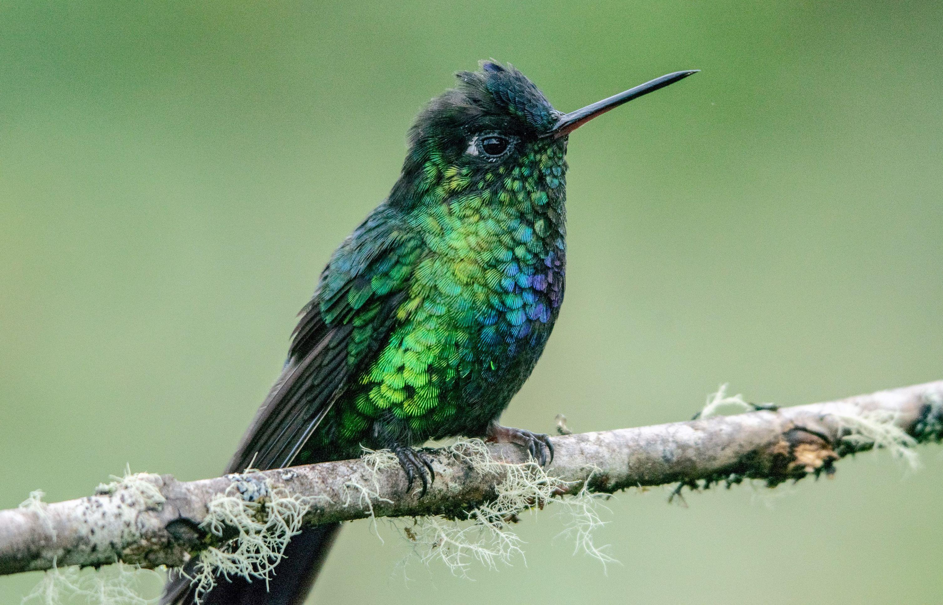 Download Animal Hummingbird HD Wallpaper
