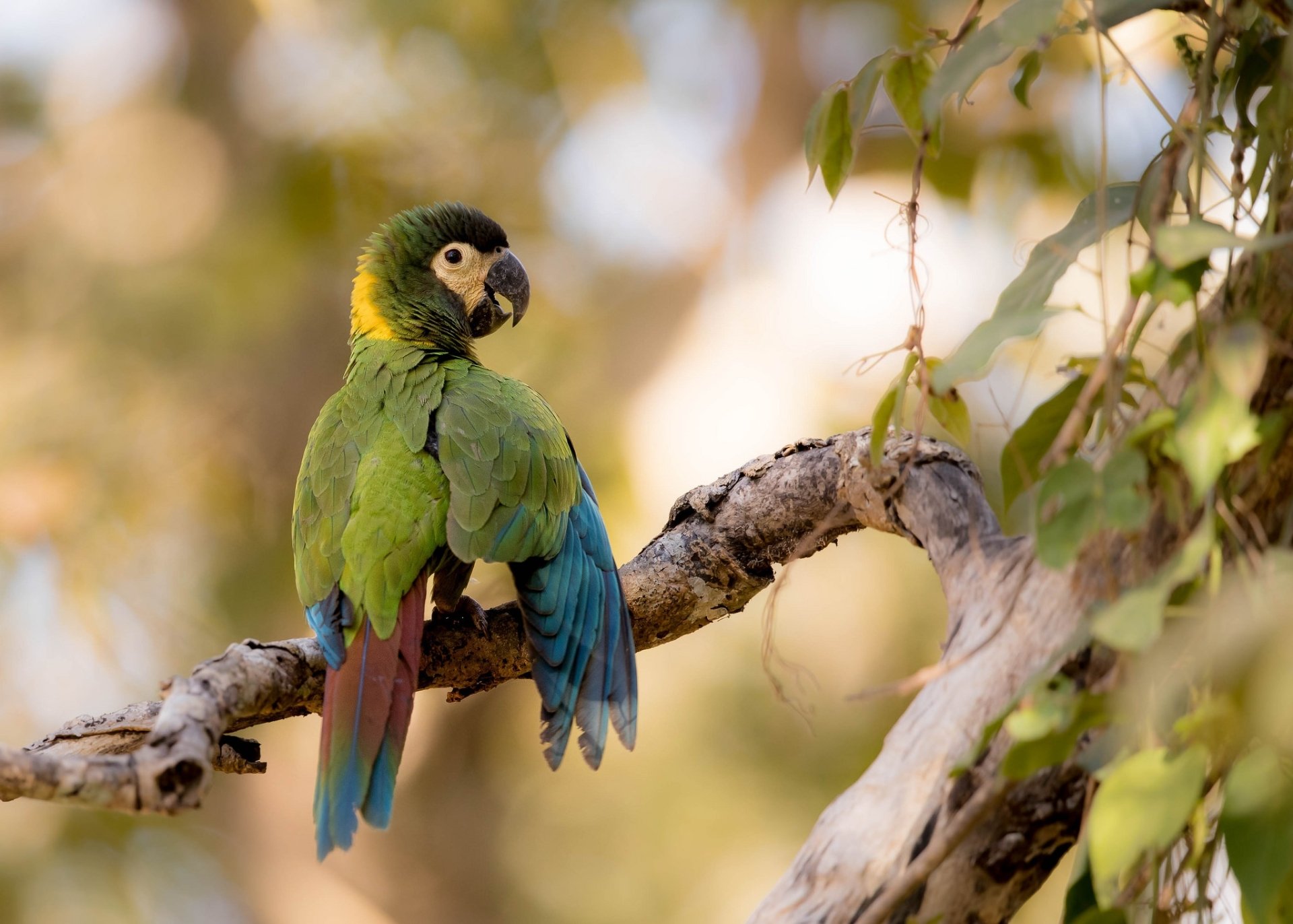Download Animal Parrot HD Wallpaper