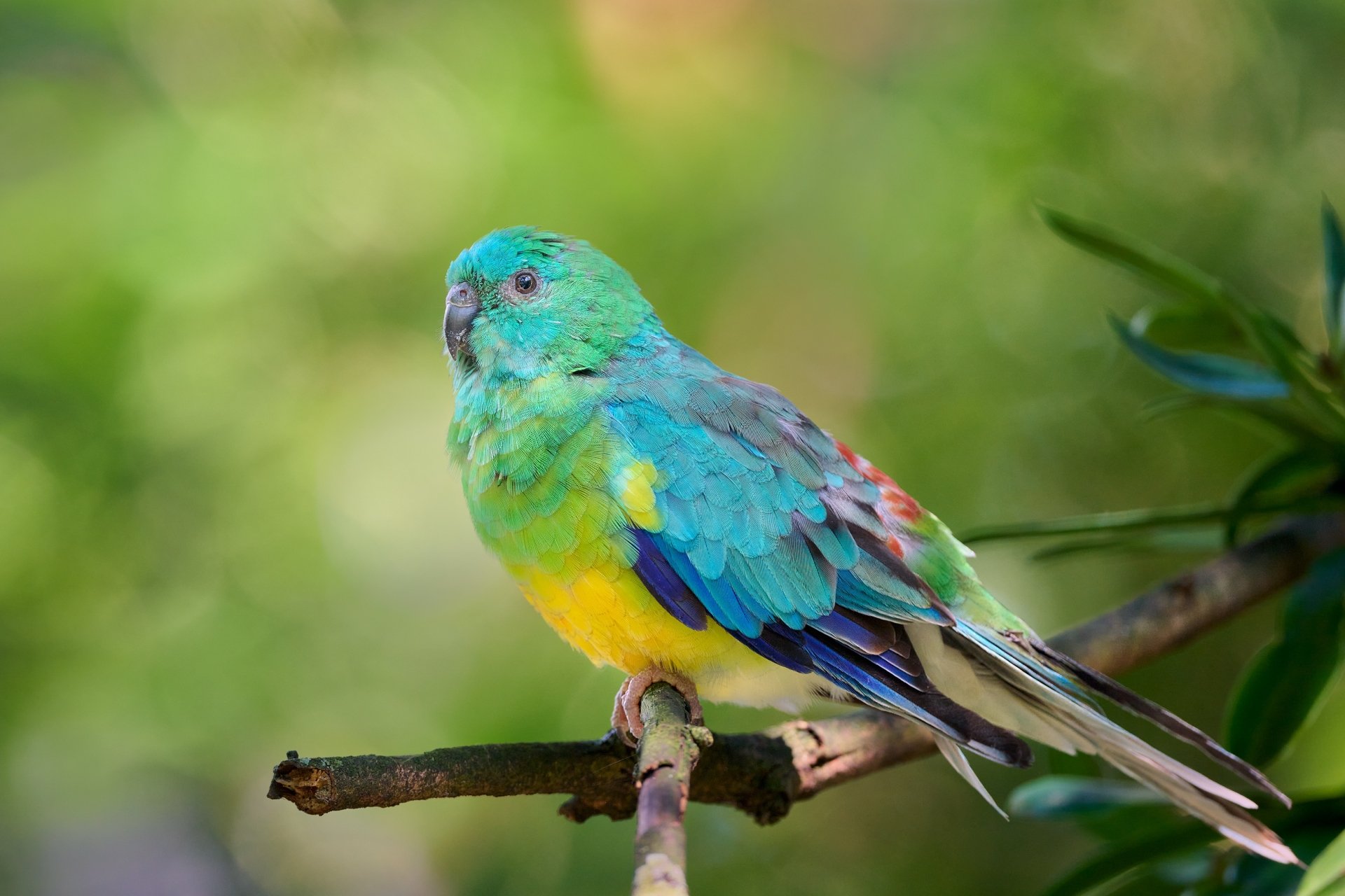 Download Animal Parrot HD Wallpaper