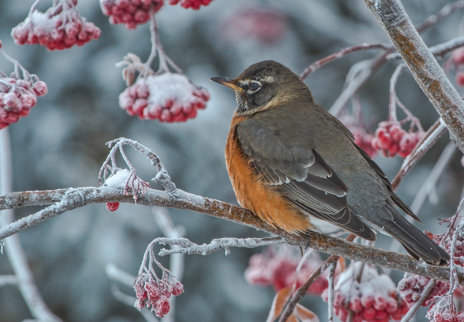 Download Animal American Robin HD Wallpaper