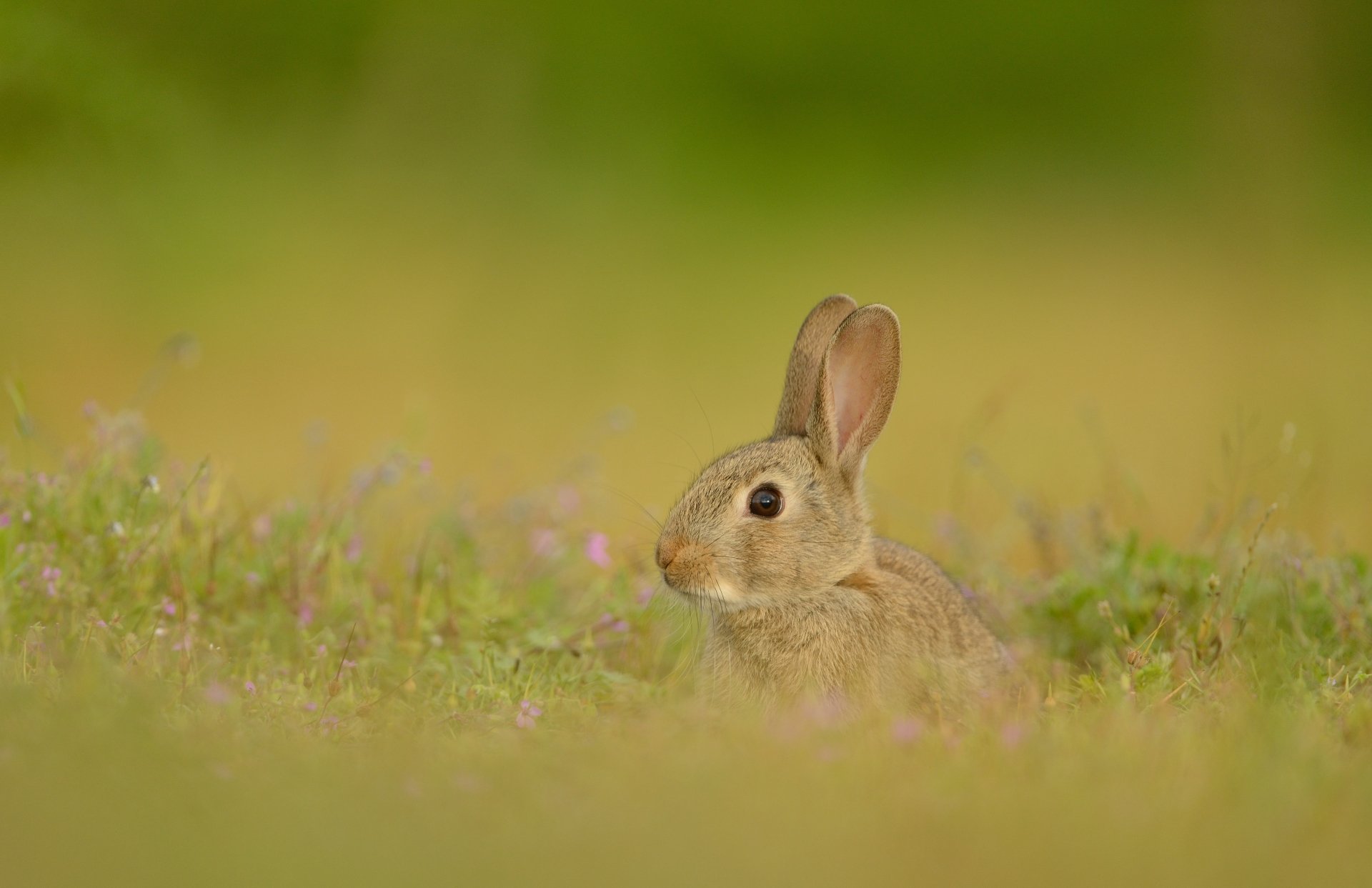 Download Animal Rabbit 4k Ultra HD Wallpaper