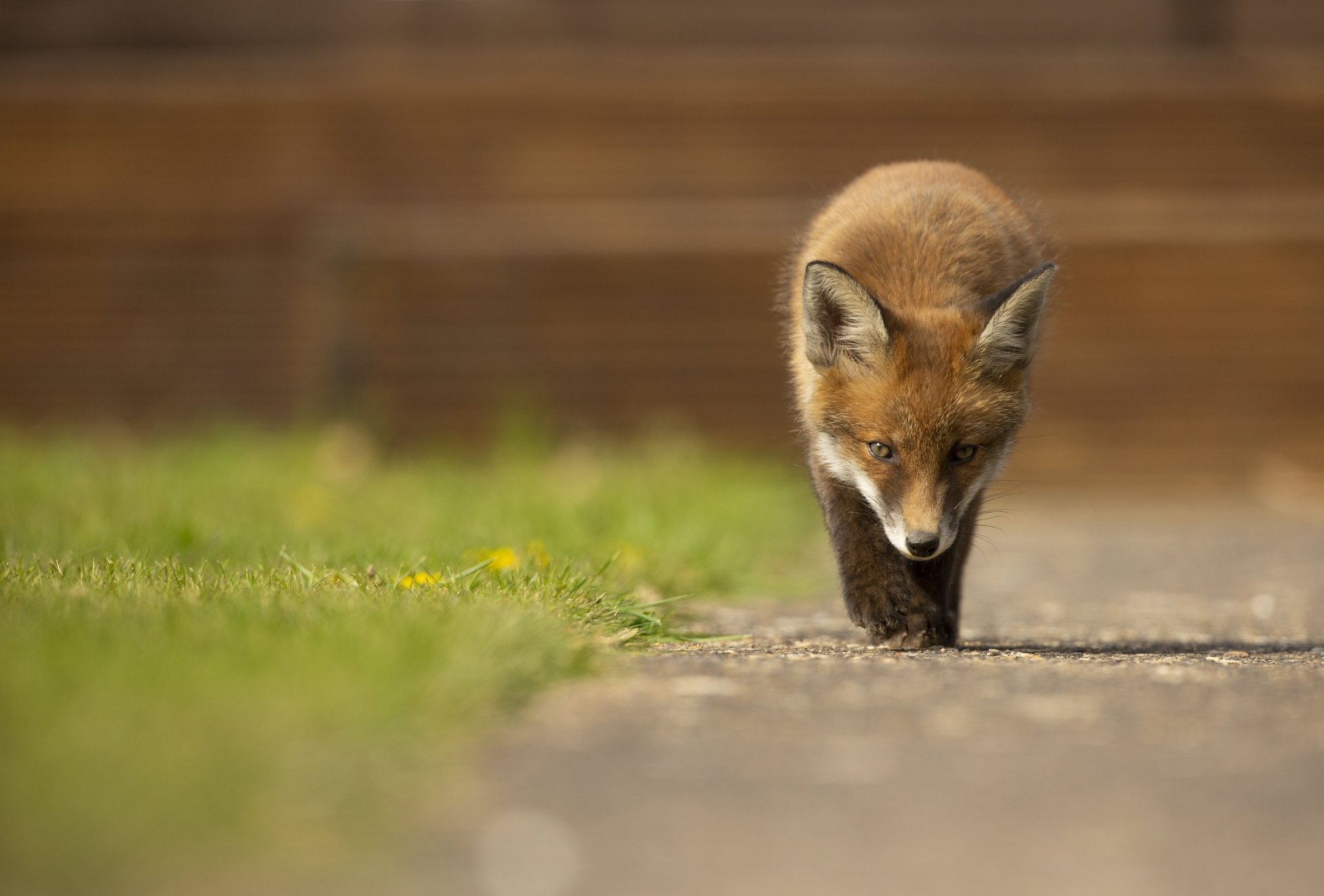 Download Animal Fox 4k Ultra HD Wallpaper