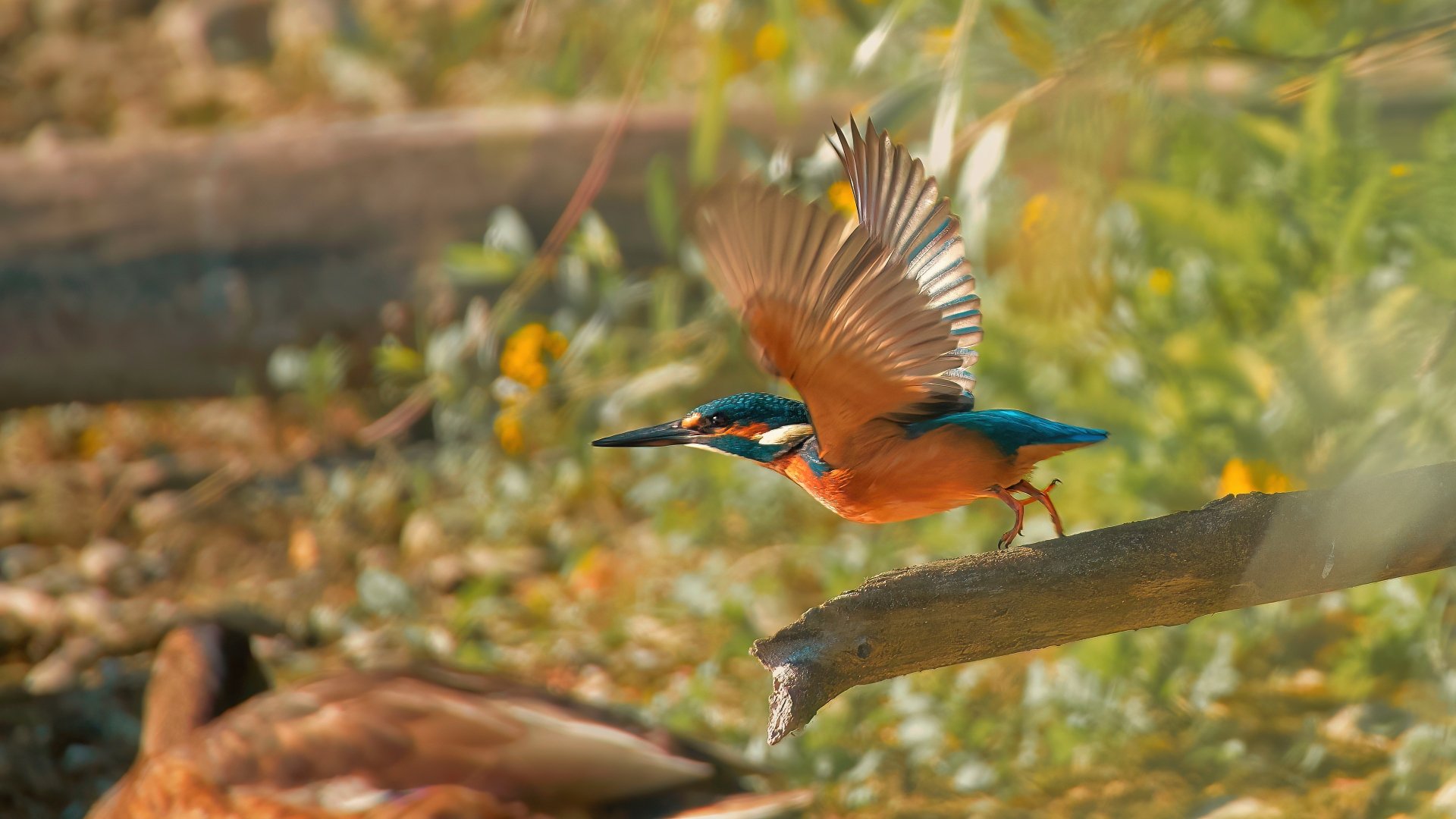 Download Animal Kingfisher 4k Ultra HD Wallpaper by pixaguck