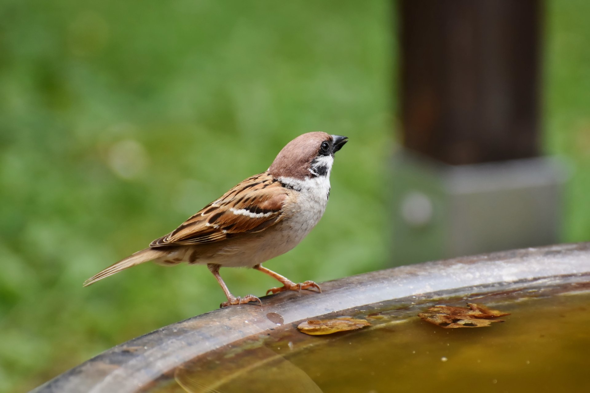 Download Animal Sparrow 4k Ultra HD Wallpaper by Ralphs_Fotos