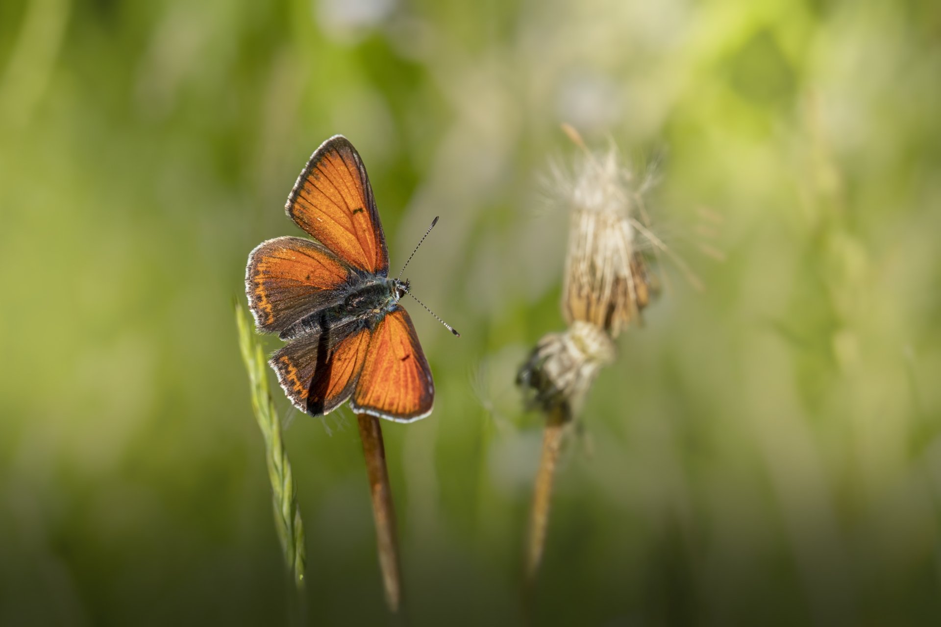 Download Animal Butterfly 4k Ultra HD Wallpaper by Erik Karits