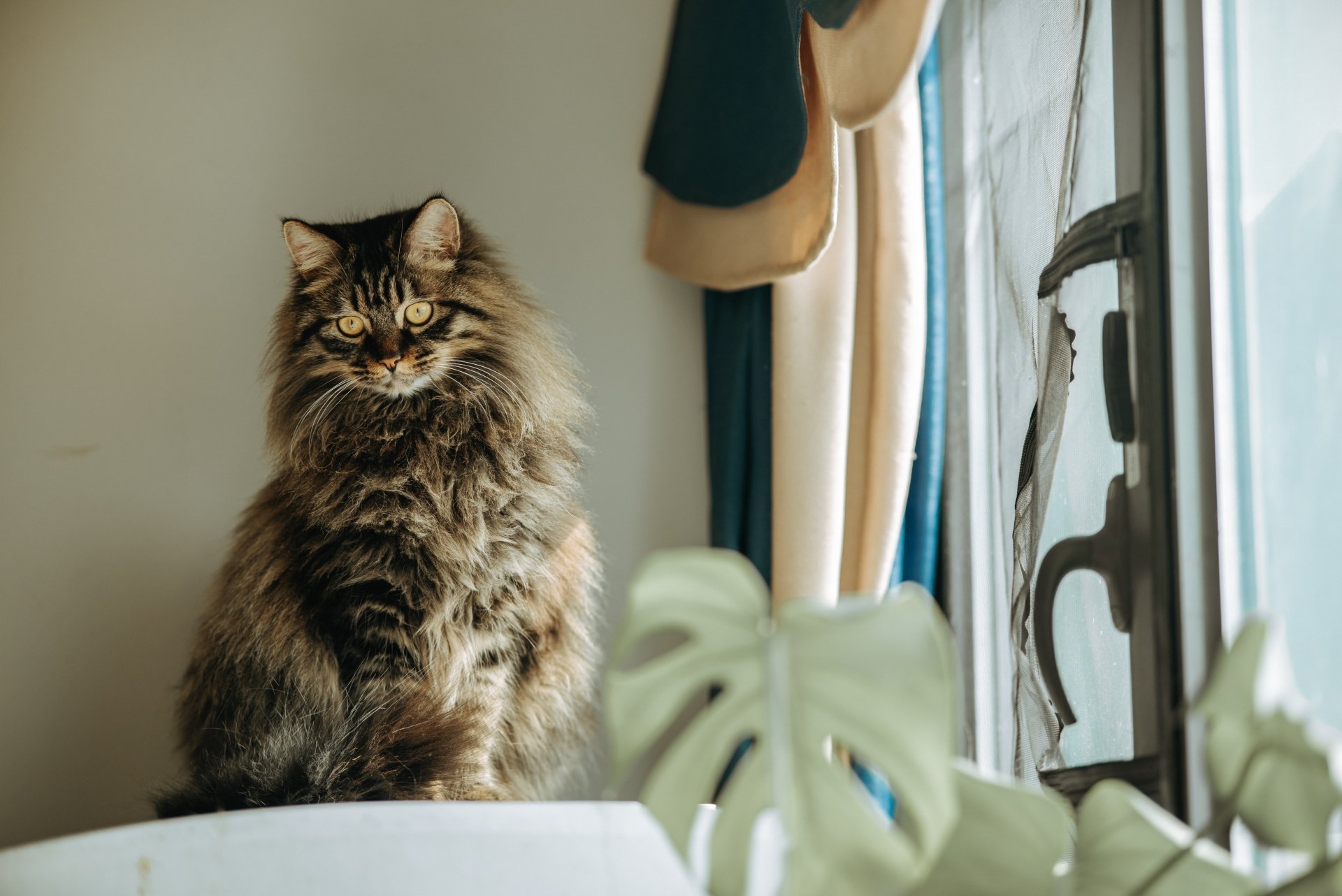 Download Animal Cat 4k Ultra HD Wallpaper | 6016x4016 | Wallpaper Abyss