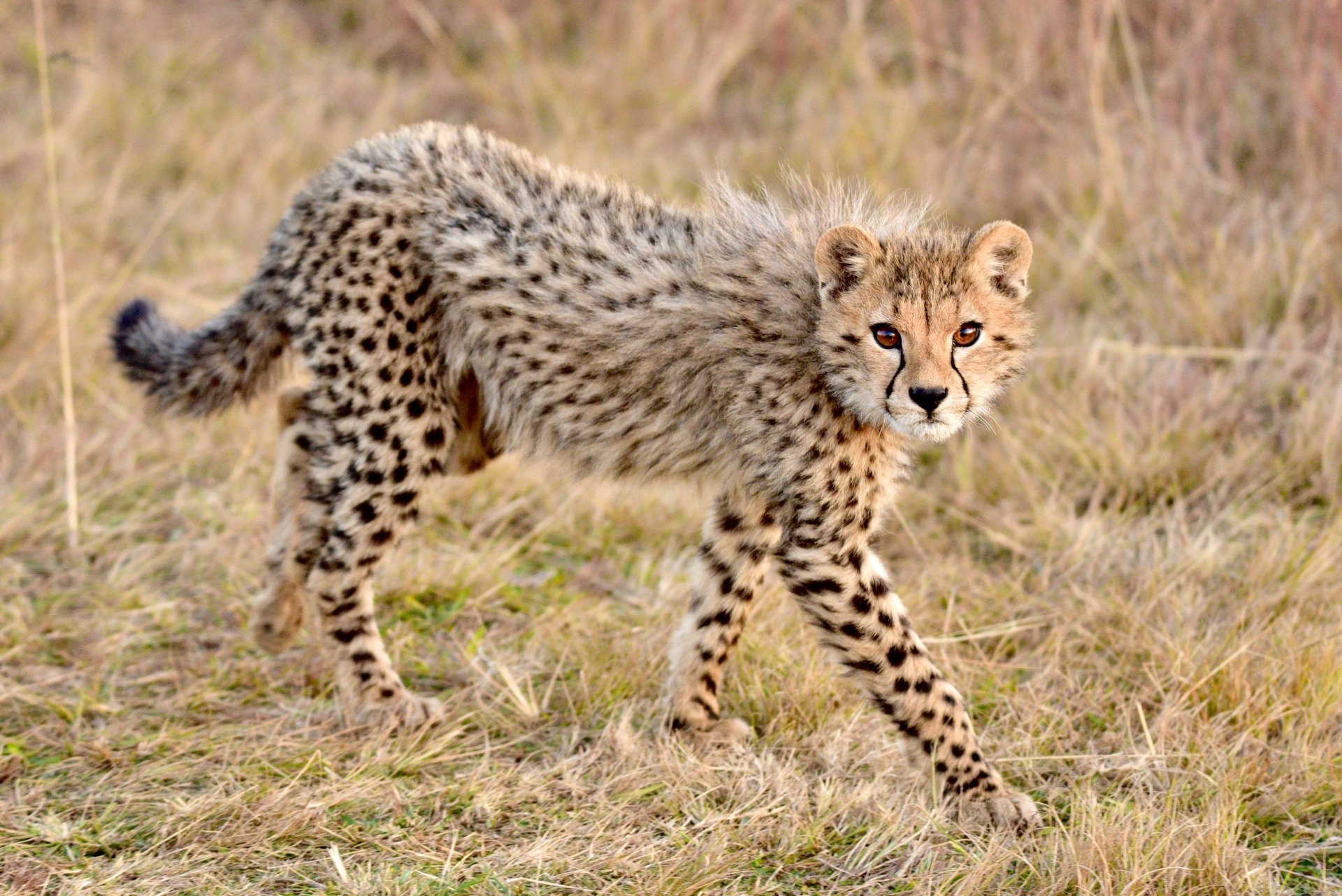 Download Animal Cheetah 4k Ultra HD Wallpaper