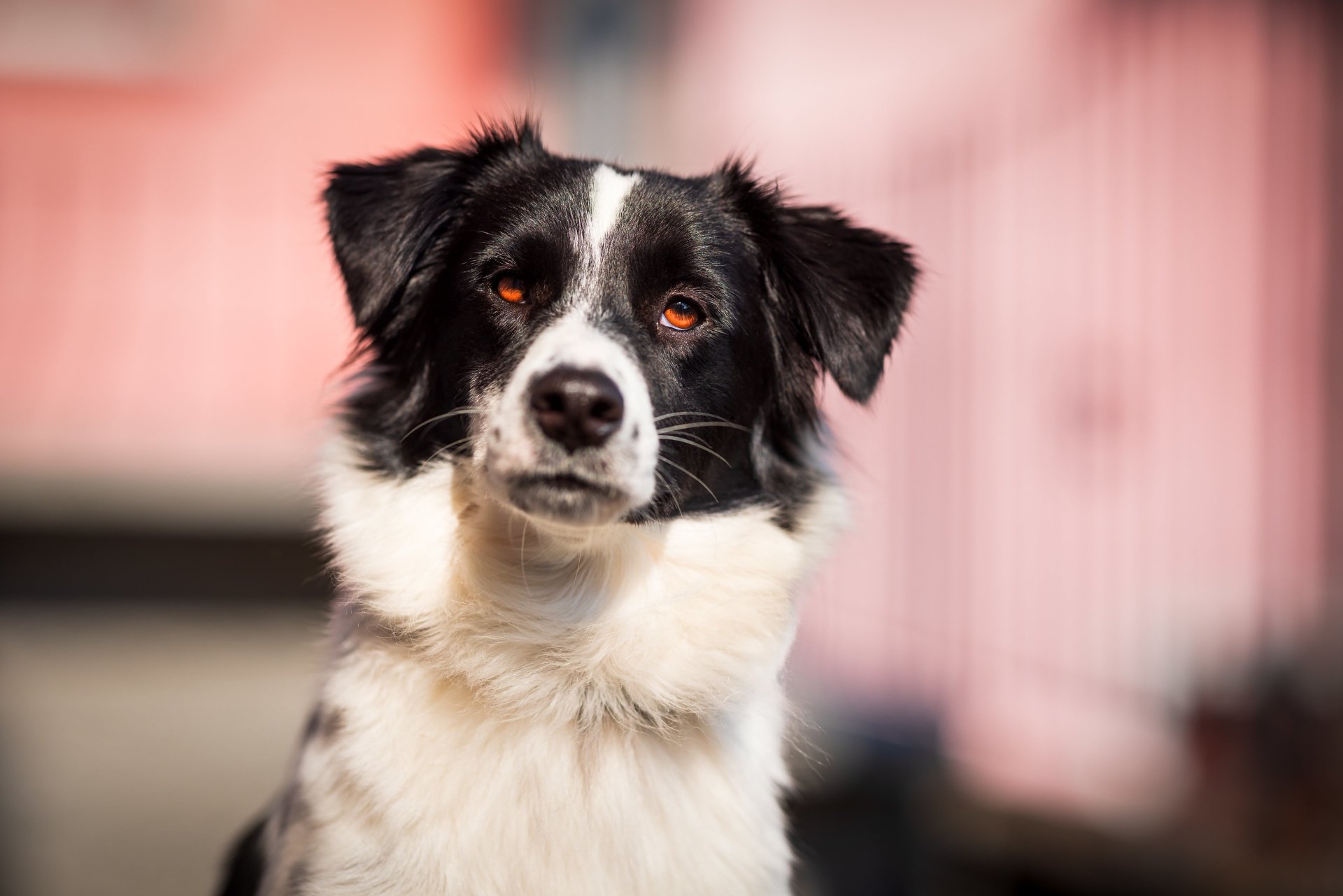Download Animal Border Collie 4k Ultra HD Wallpaper