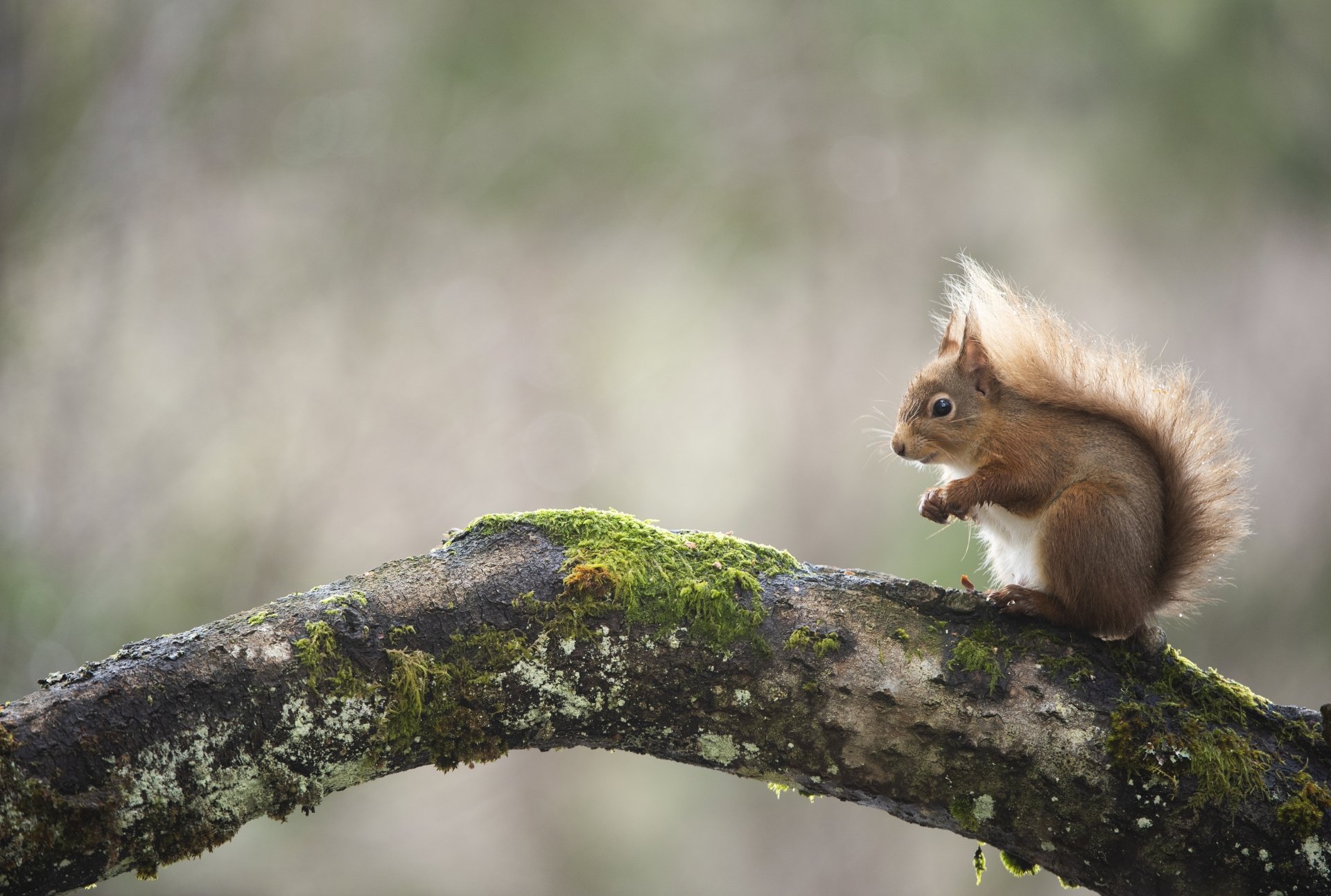 Download Animal Squirrel 4k Ultra HD Wallpaper