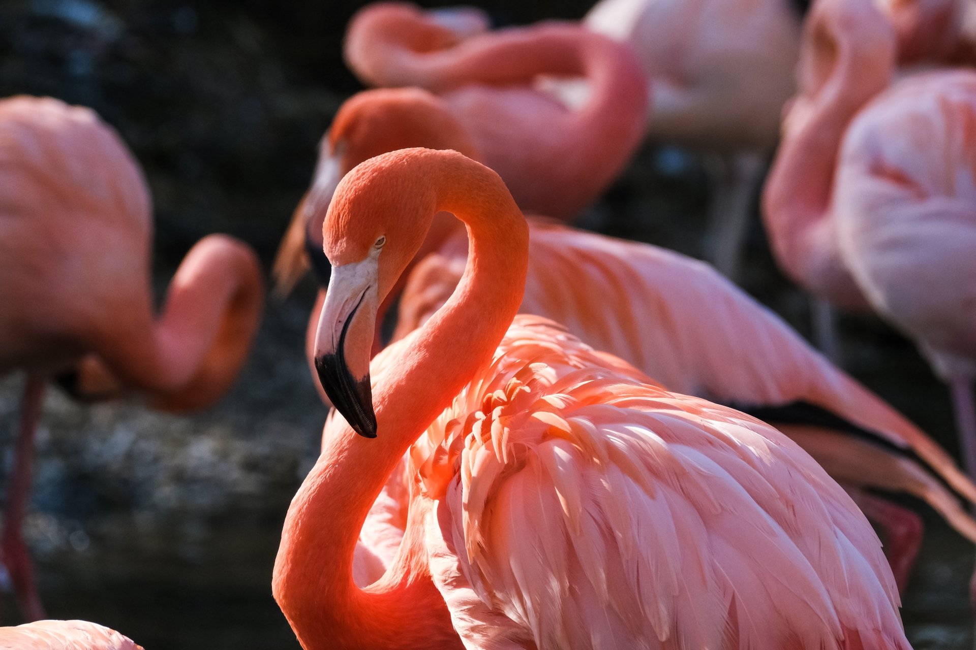 Download Animal Flamingo 4k Ultra HD Wallpaper