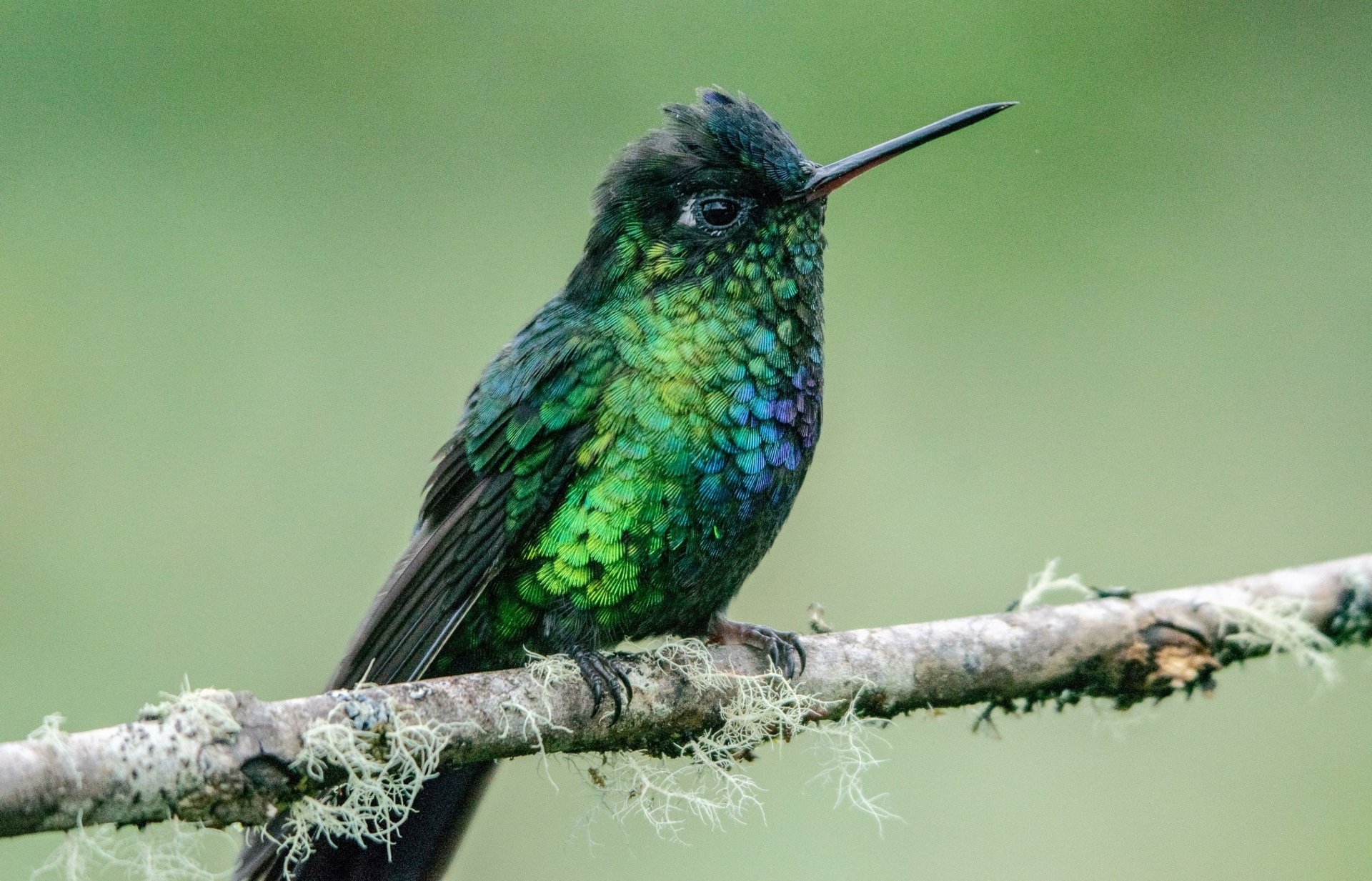 Download Animal Hummingbird HD Wallpaper