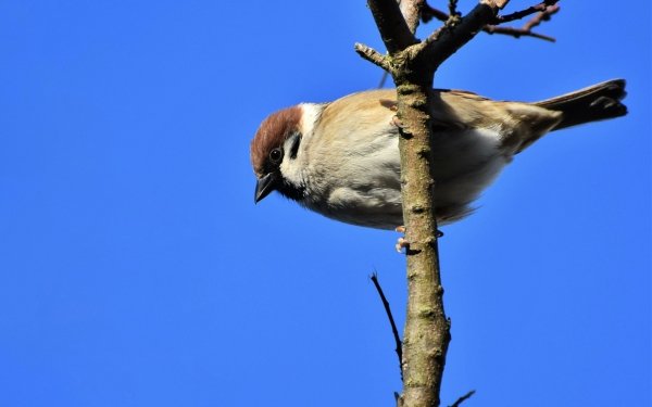 [20+] Sparrow 4k Wallpapers