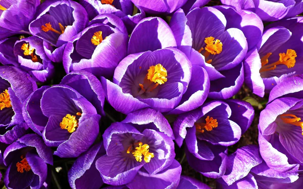 [80+] Crocus 4k Wallpapers