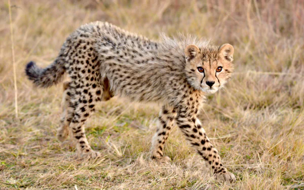 70 Cheetah 4k Wallpapers