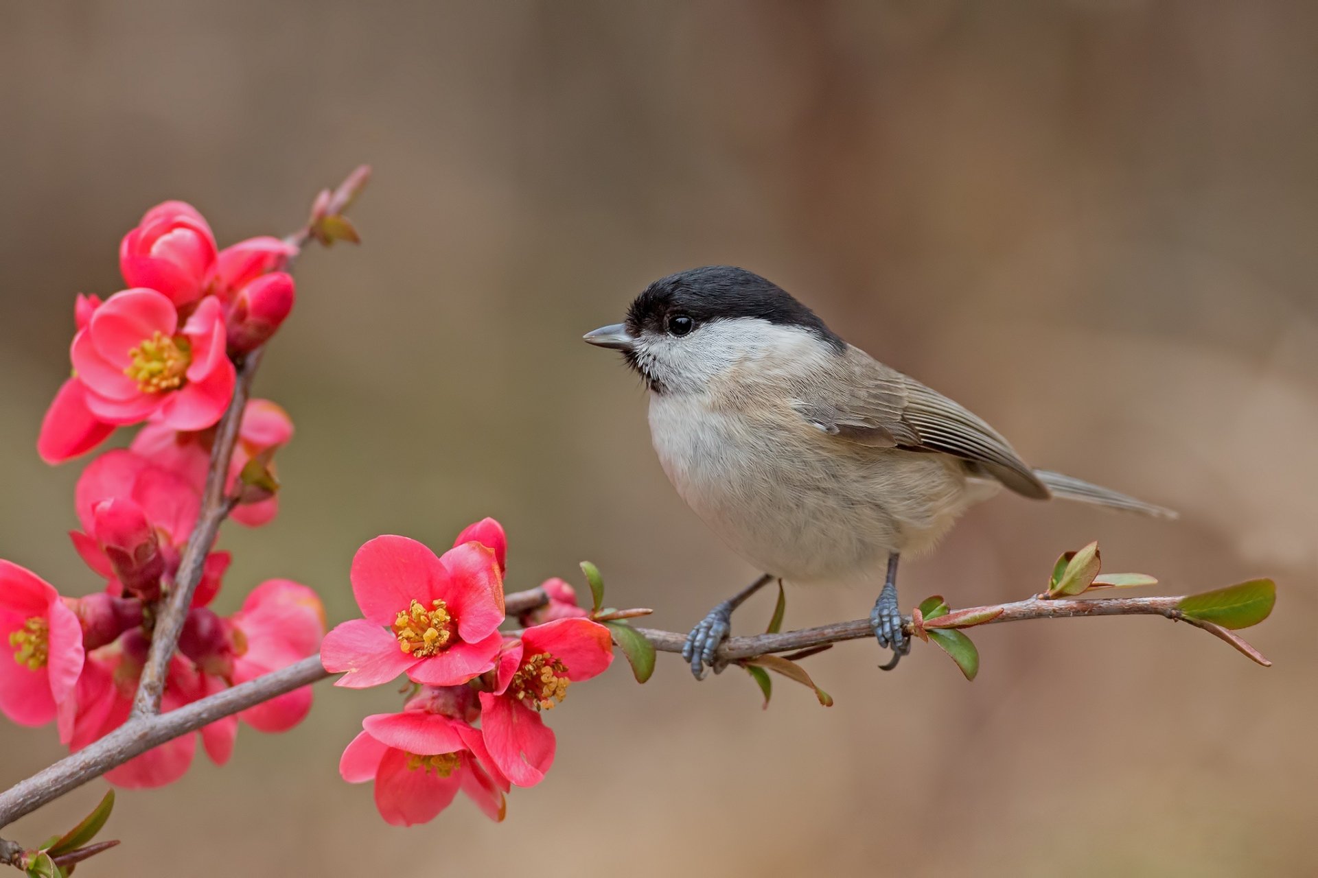 Download Marsh Tit Animal Titmouse HD Wallpaper