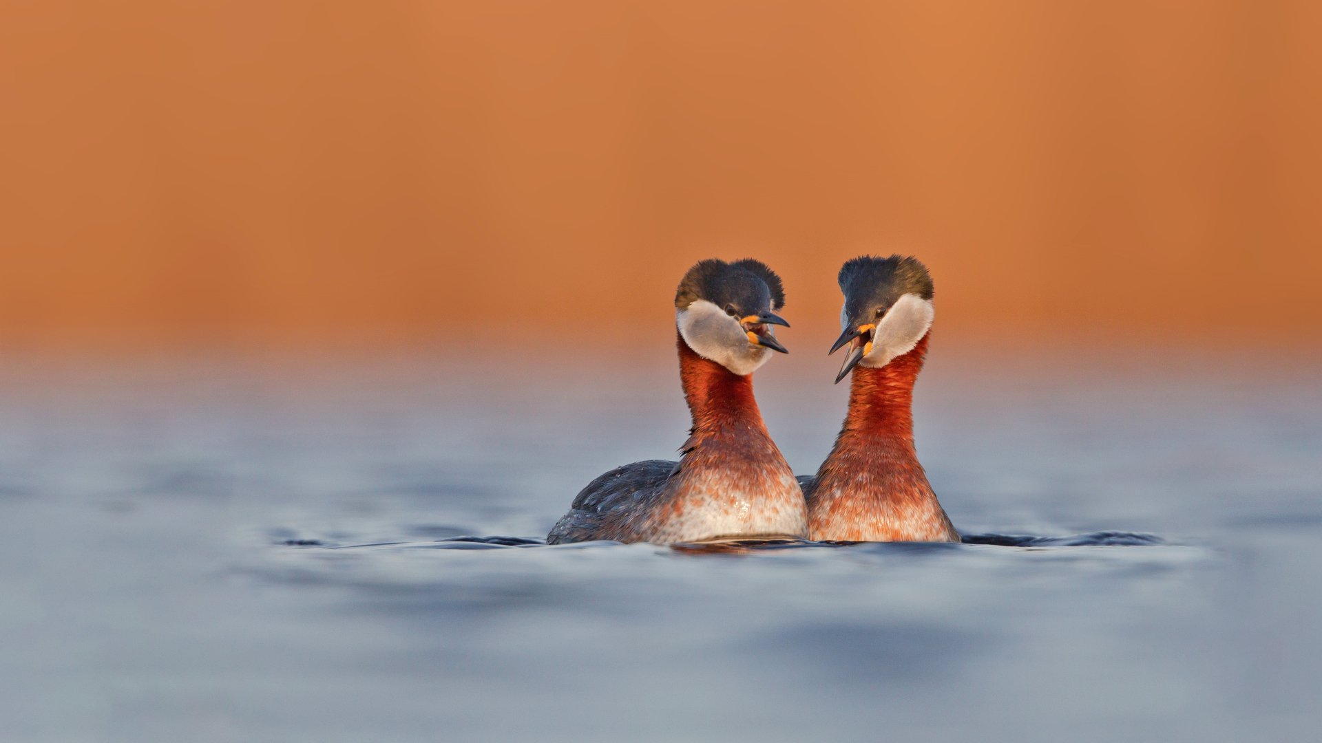 Download Red-necked Grebe Animal Grebe 4k Ultra HD Wallpaper by Edo van ...