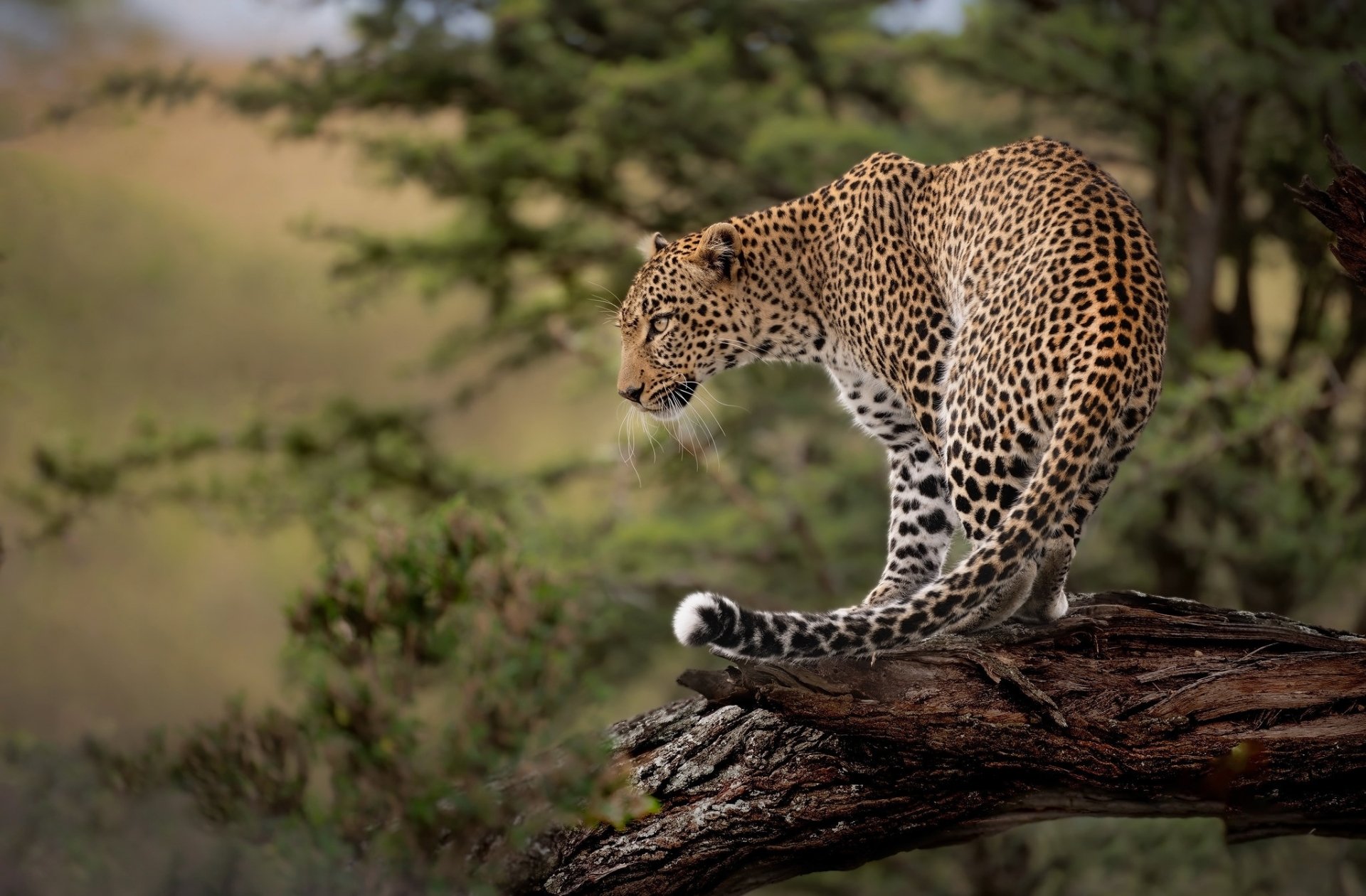 Download Animal Leopard HD Wallpaper | 2047x1343 | Wallpaper Abyss