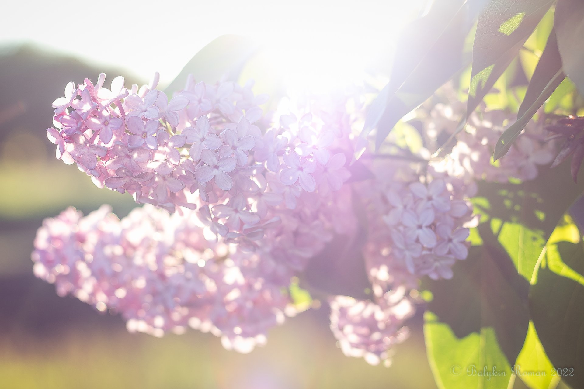 Download Nature Lilac HD Wallpaper by Vergilius