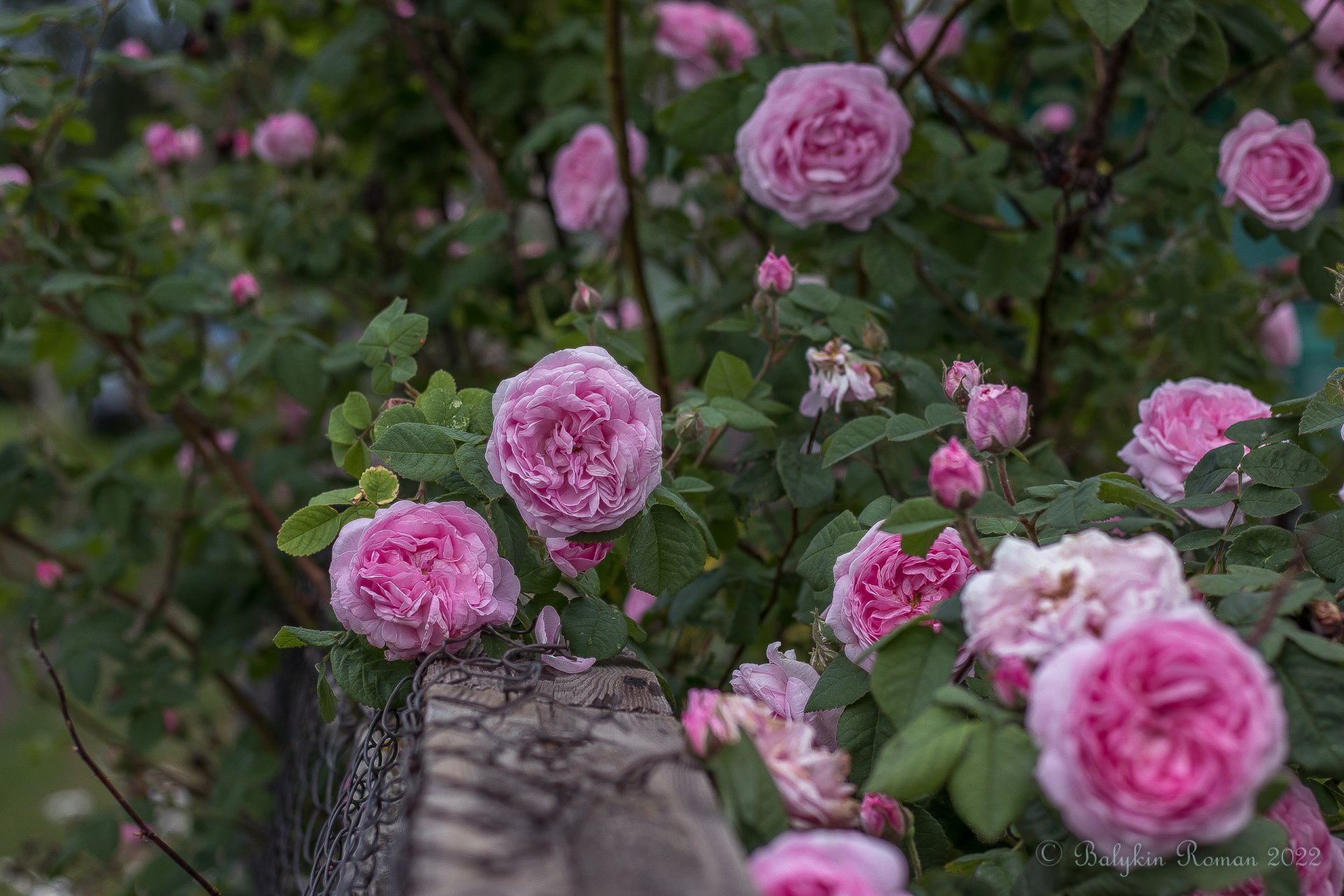 Download Nature Rose HD Wallpaper by Vergilius