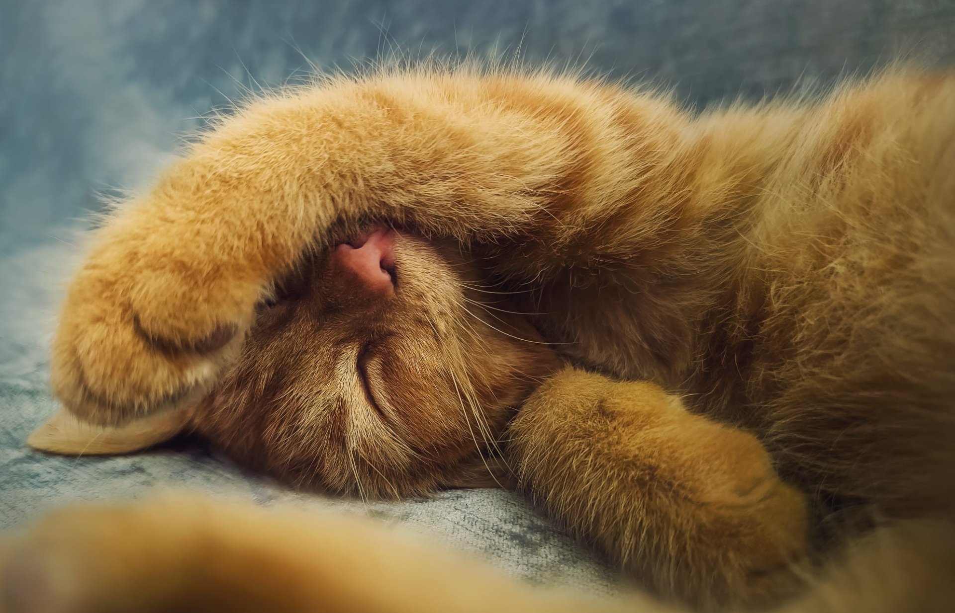 Download Animal Cat HD Wallpaper | 1990x1279 | Wallpaper Abyss