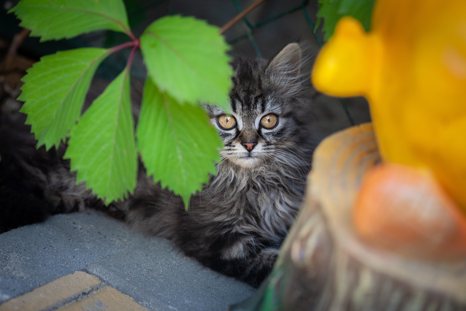 4K Ultra HD Cat Charm: Nature’s Playful Whisper | 3957x2638 | Wallpaper ...