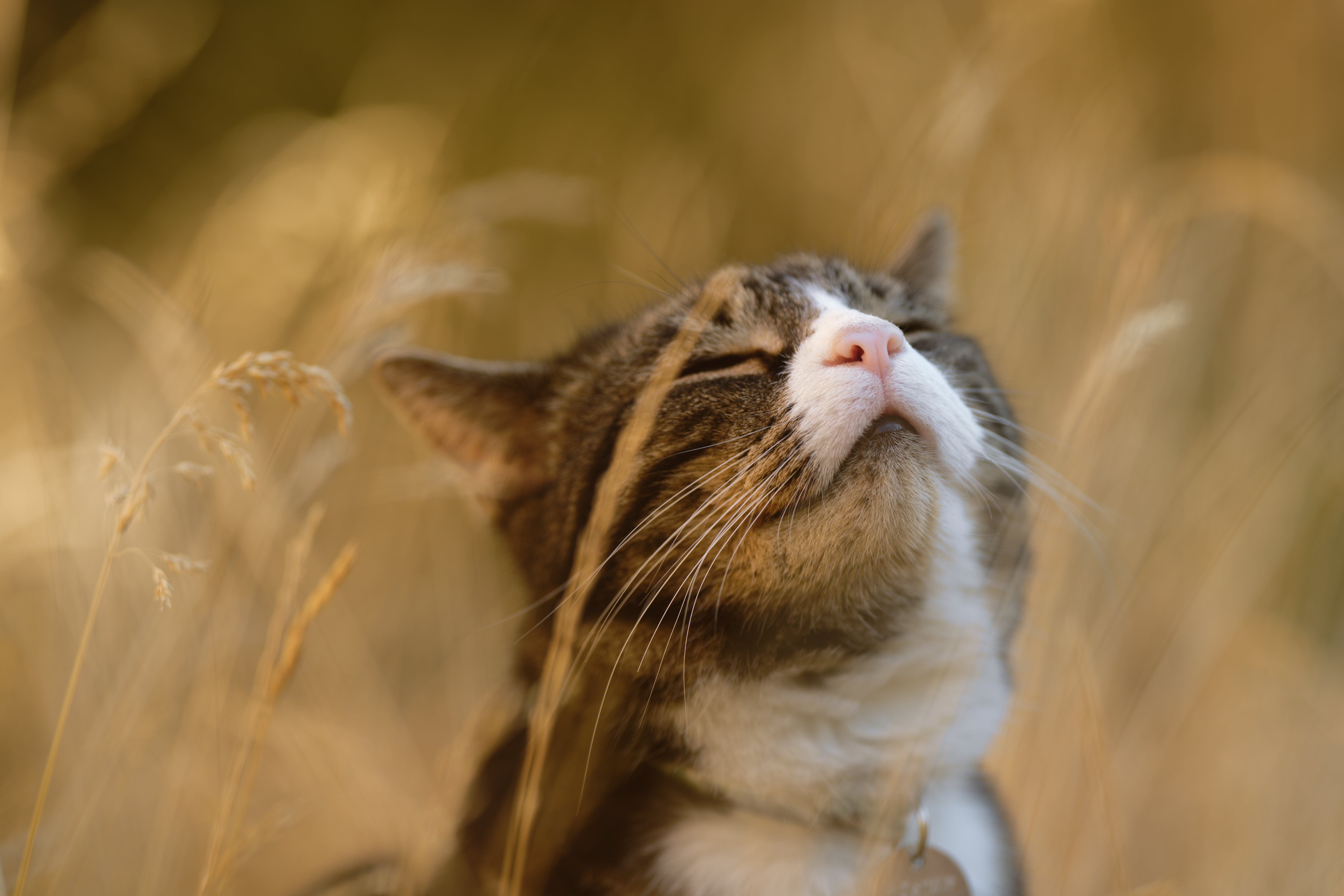 Download Animal Cat 4k Ultra HD Wallpaper by Jonathan Casey