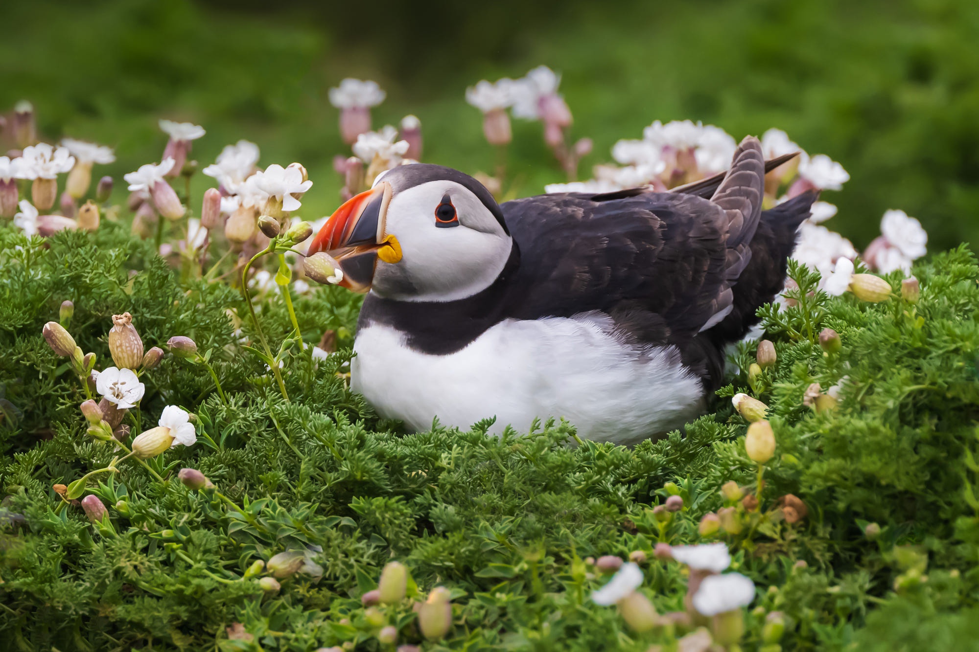 Puffin HD Wallpaper