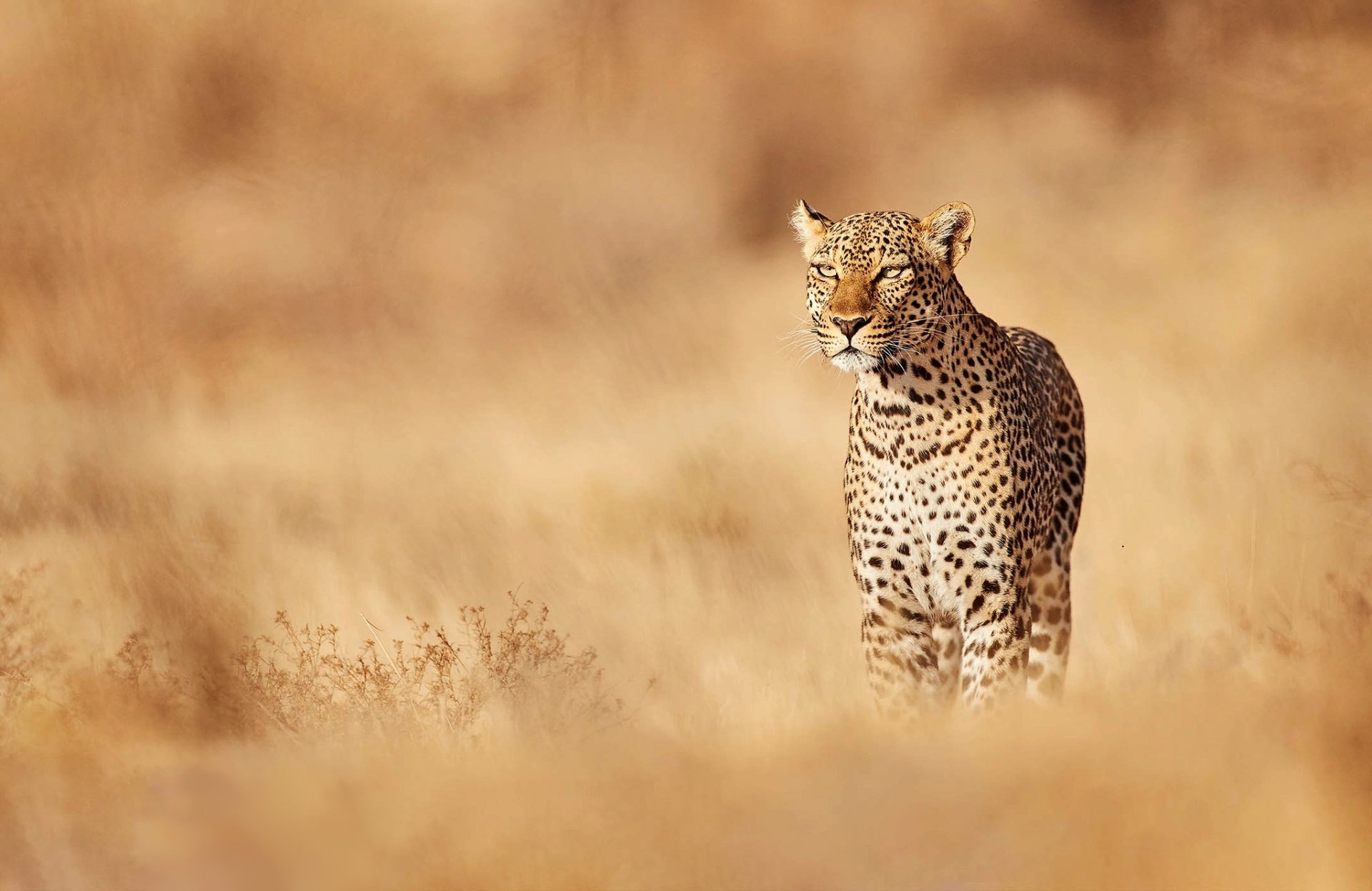 Savannah Sentinel — Leopard HD Wallpaper | 2048x1330 | Wallpaper Abyss